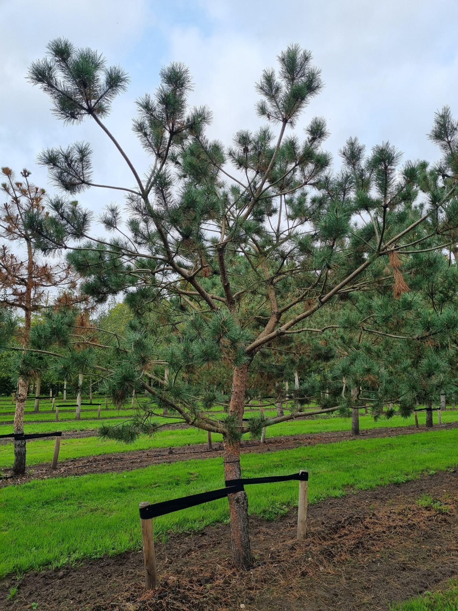 Grove Den, Pinus sylvestris kopen