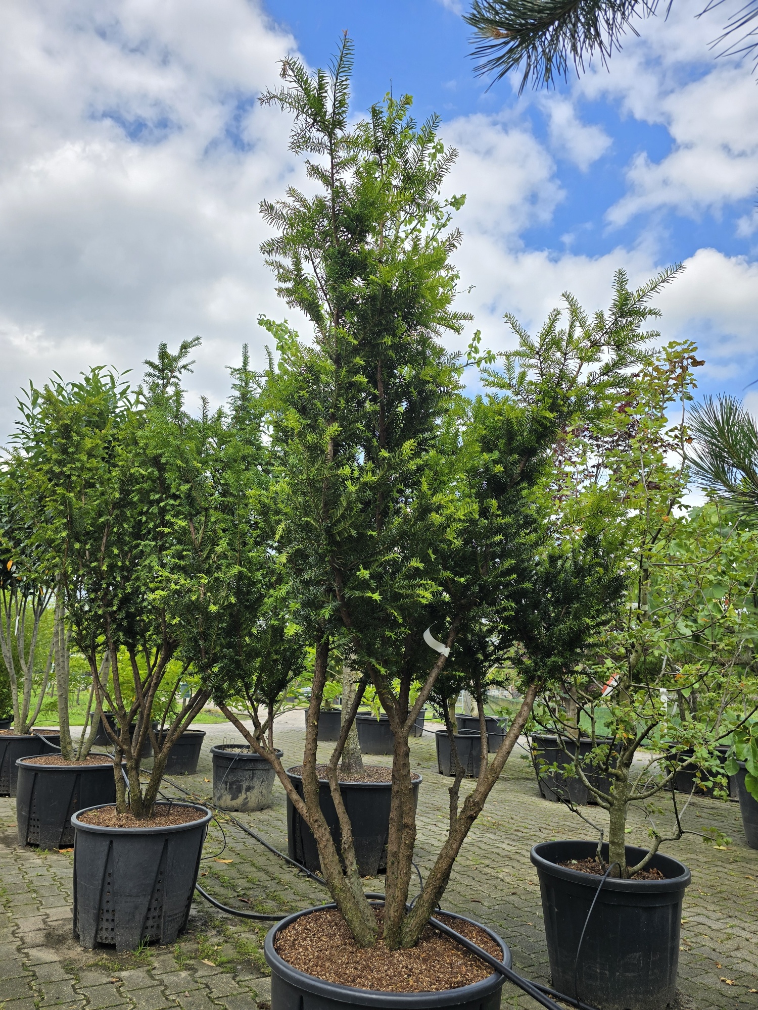 Venijnboom, Taxus baccata kopen