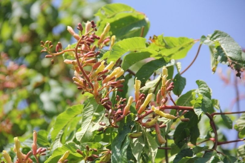 Kastanje, Aesculus pavia var. discolor kopen