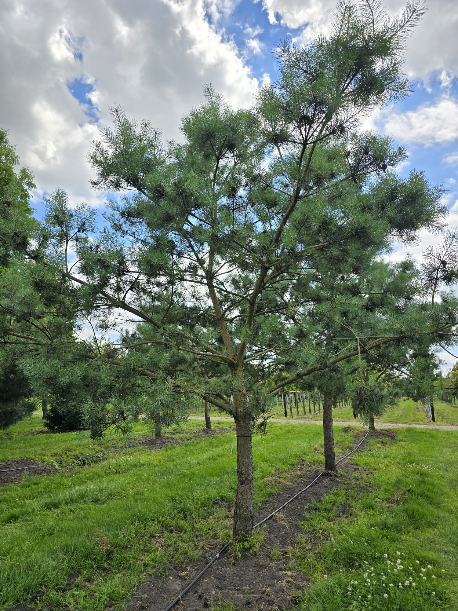 Grove Den, Pinus sylvestris kopen