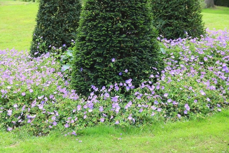 Ooievaarsbek, Rozanne, Geranium 'Rozanne' kopen