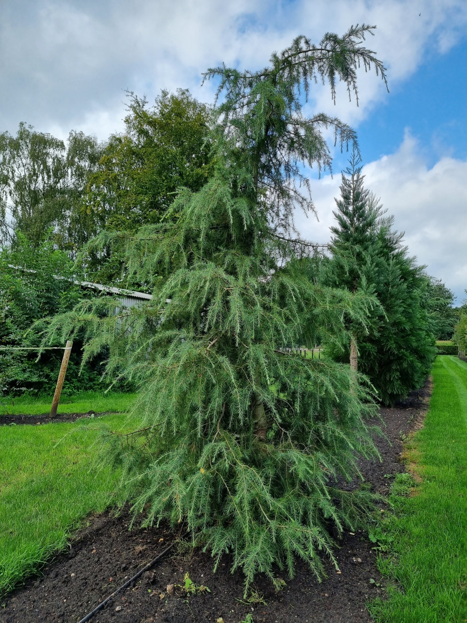 Cedrus deodara (Himalayaceder) kopen?