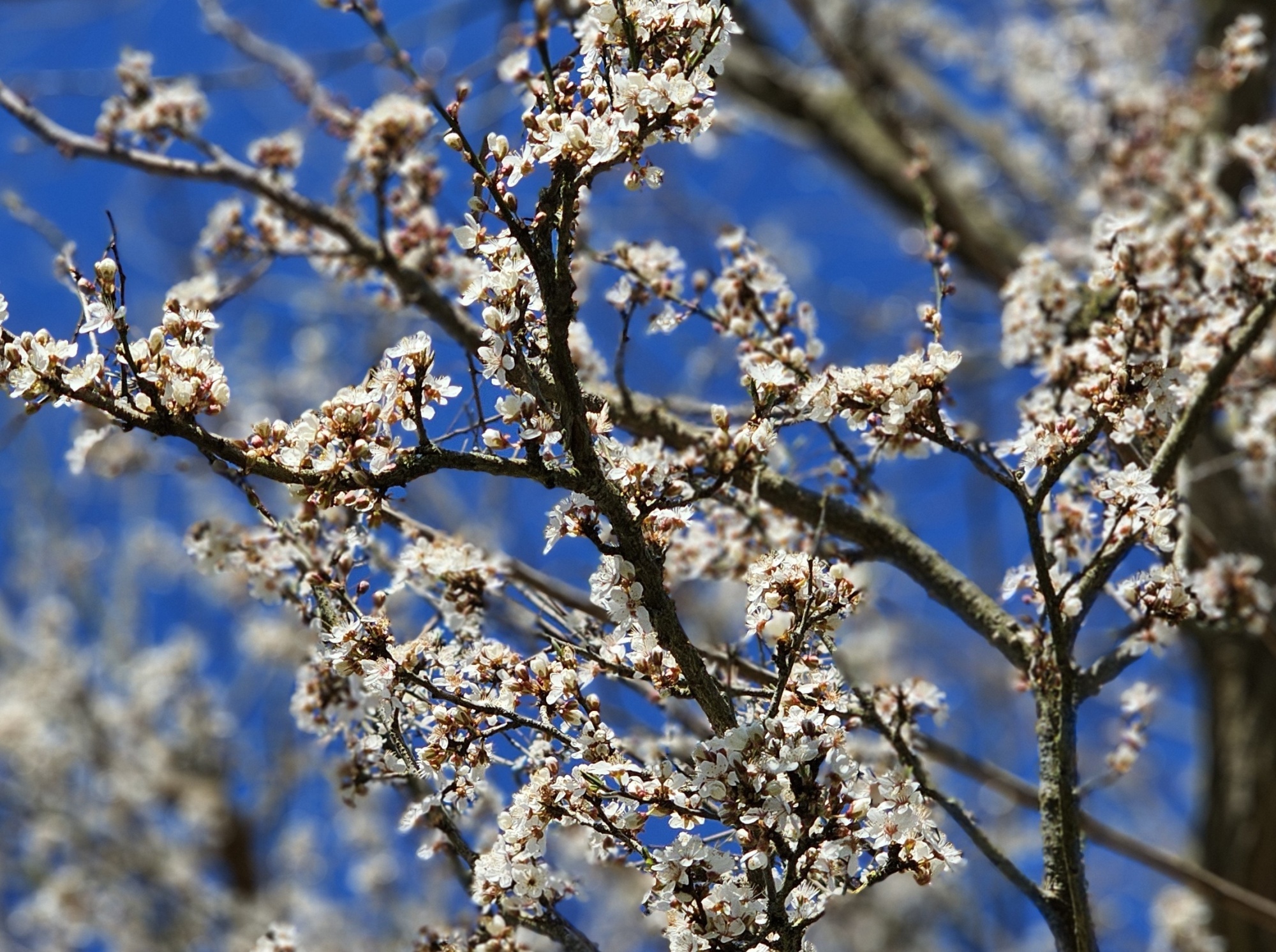 Sleedoorn, Prunus spinosa kopen