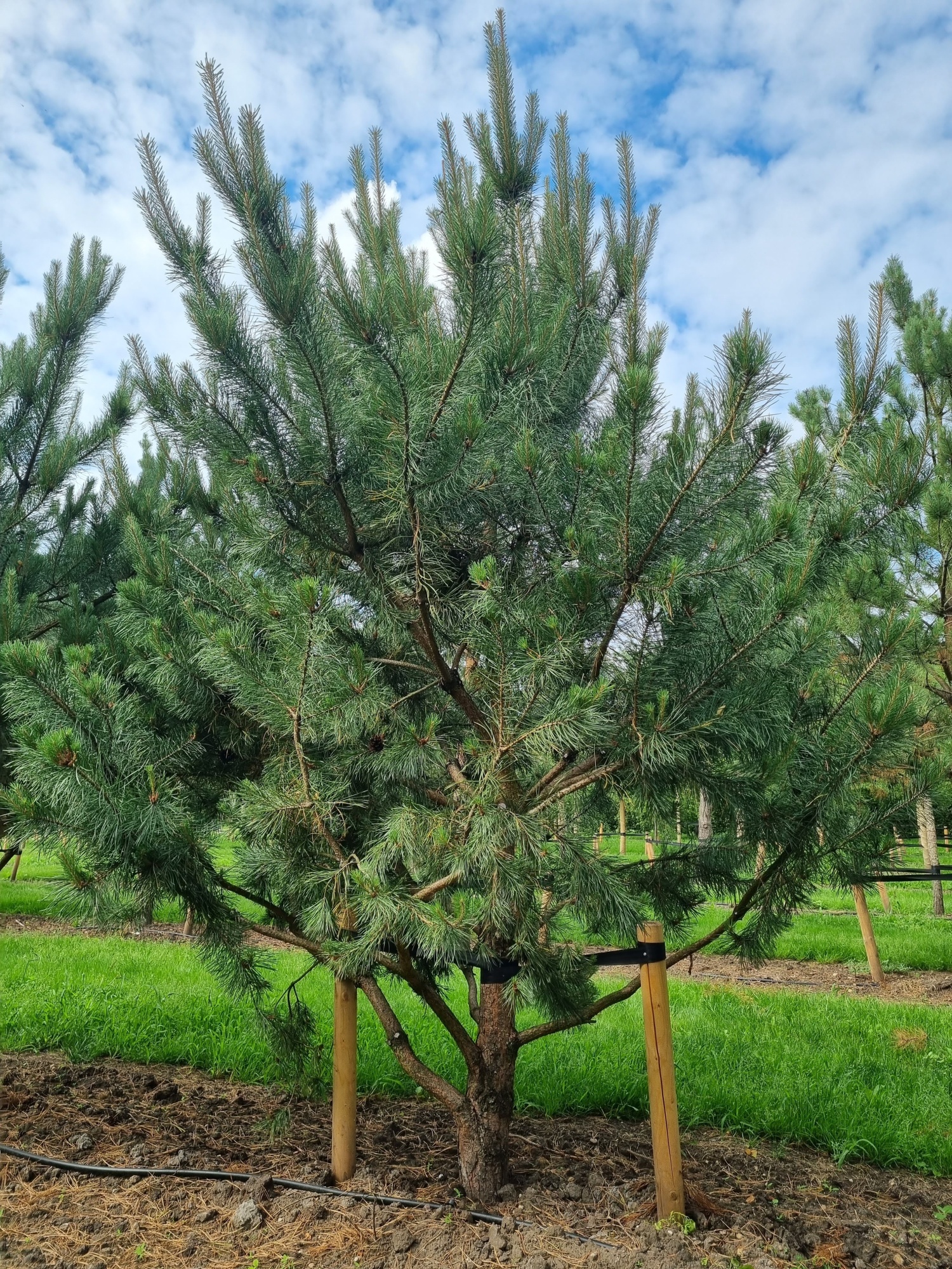 Grove Den, Pinus sylvestris kopen