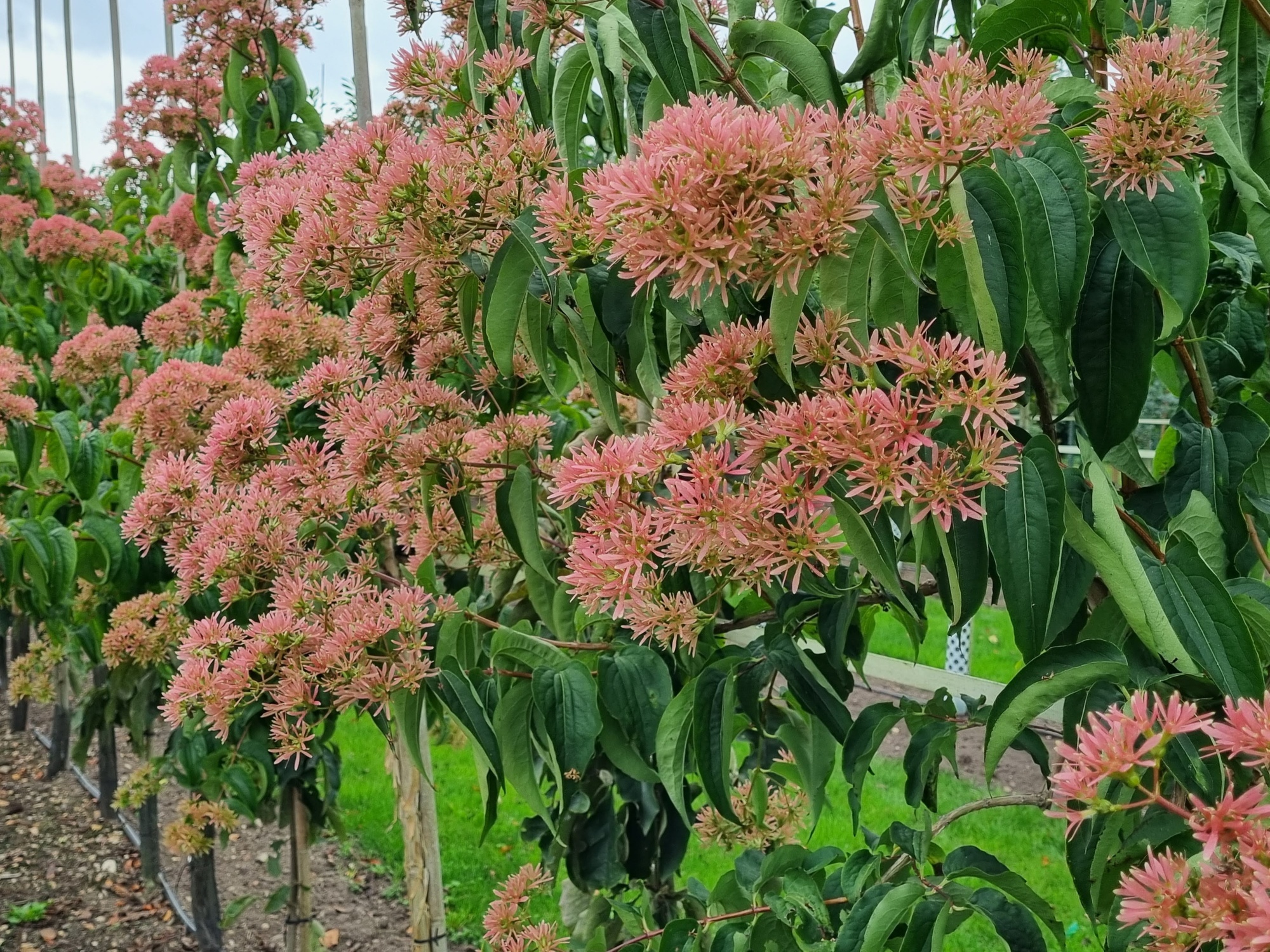 Zevenzonenboom, Heptacodium miconioides kopen