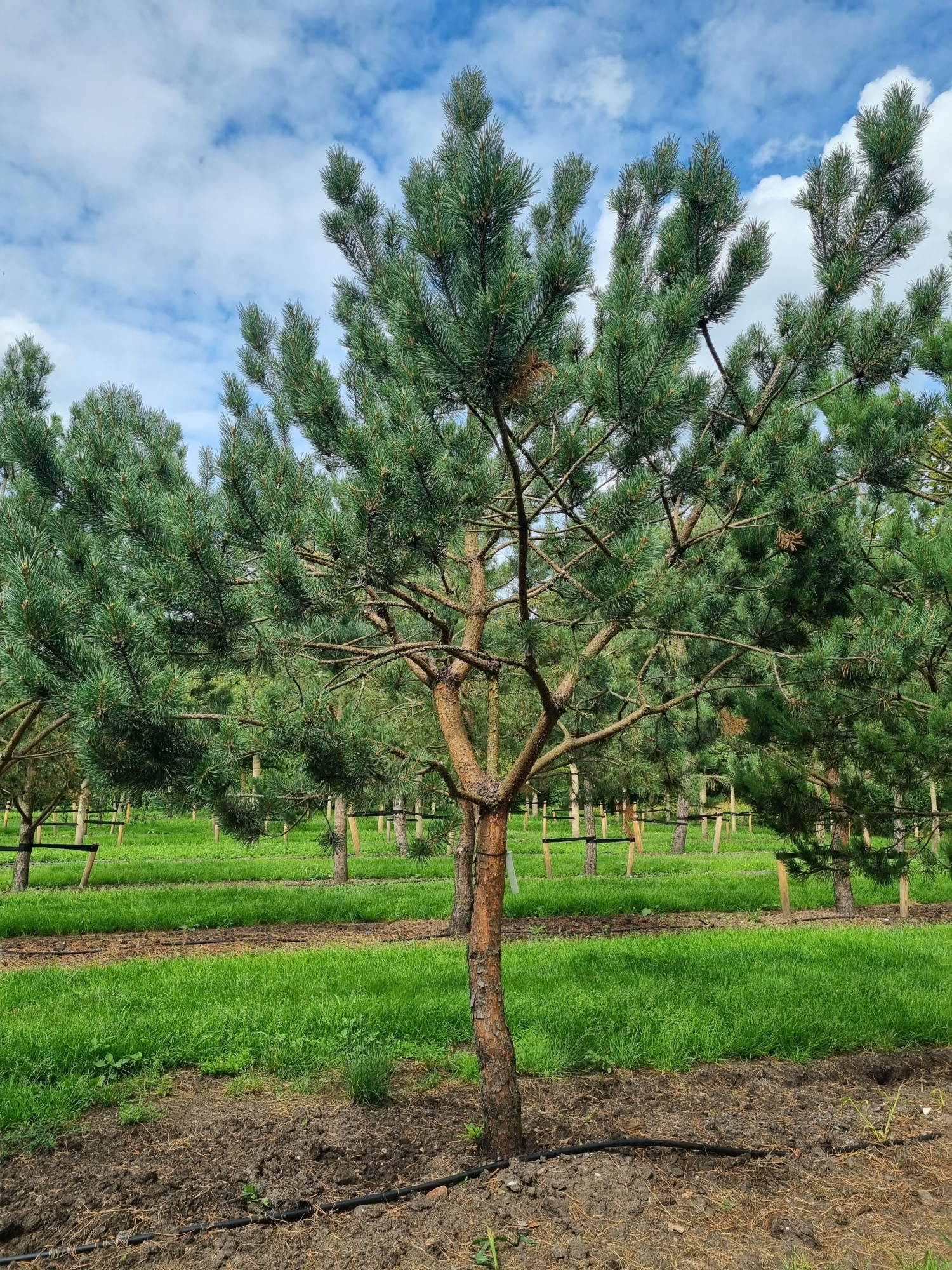 Grove Den, Pinus sylvestris kopen
