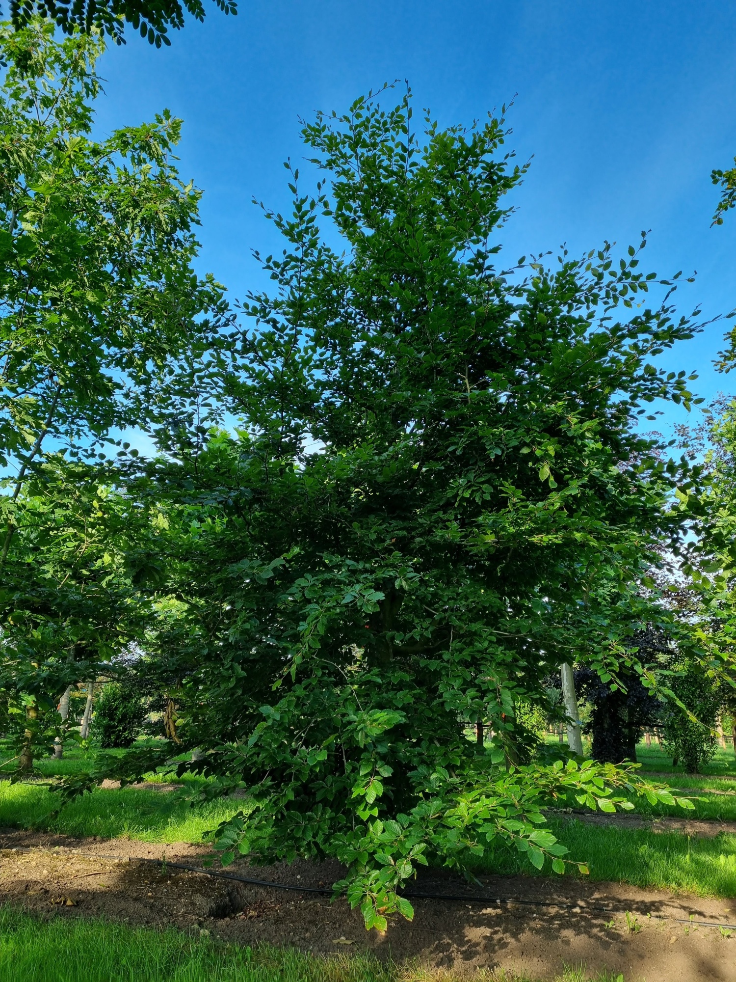 Gewone Beuk Fagus Sylvatica Kopen
