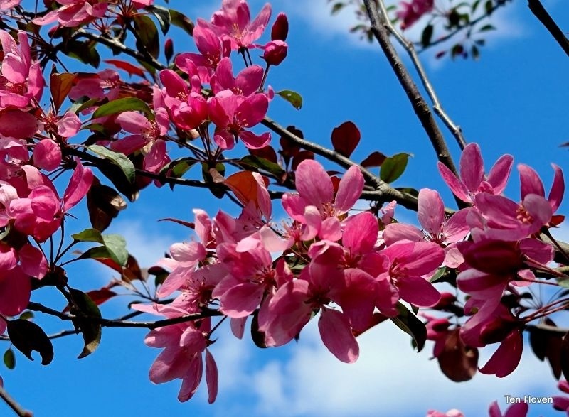 Sierappel 'Mokum', Malus 'Mokum' kopen