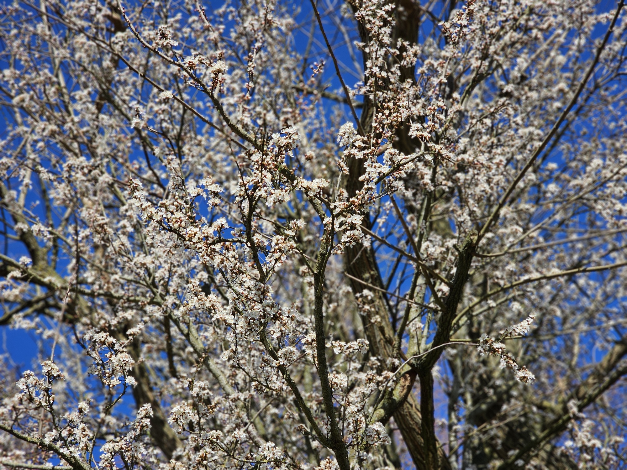 Sleedoorn, Prunus spinosa kopen