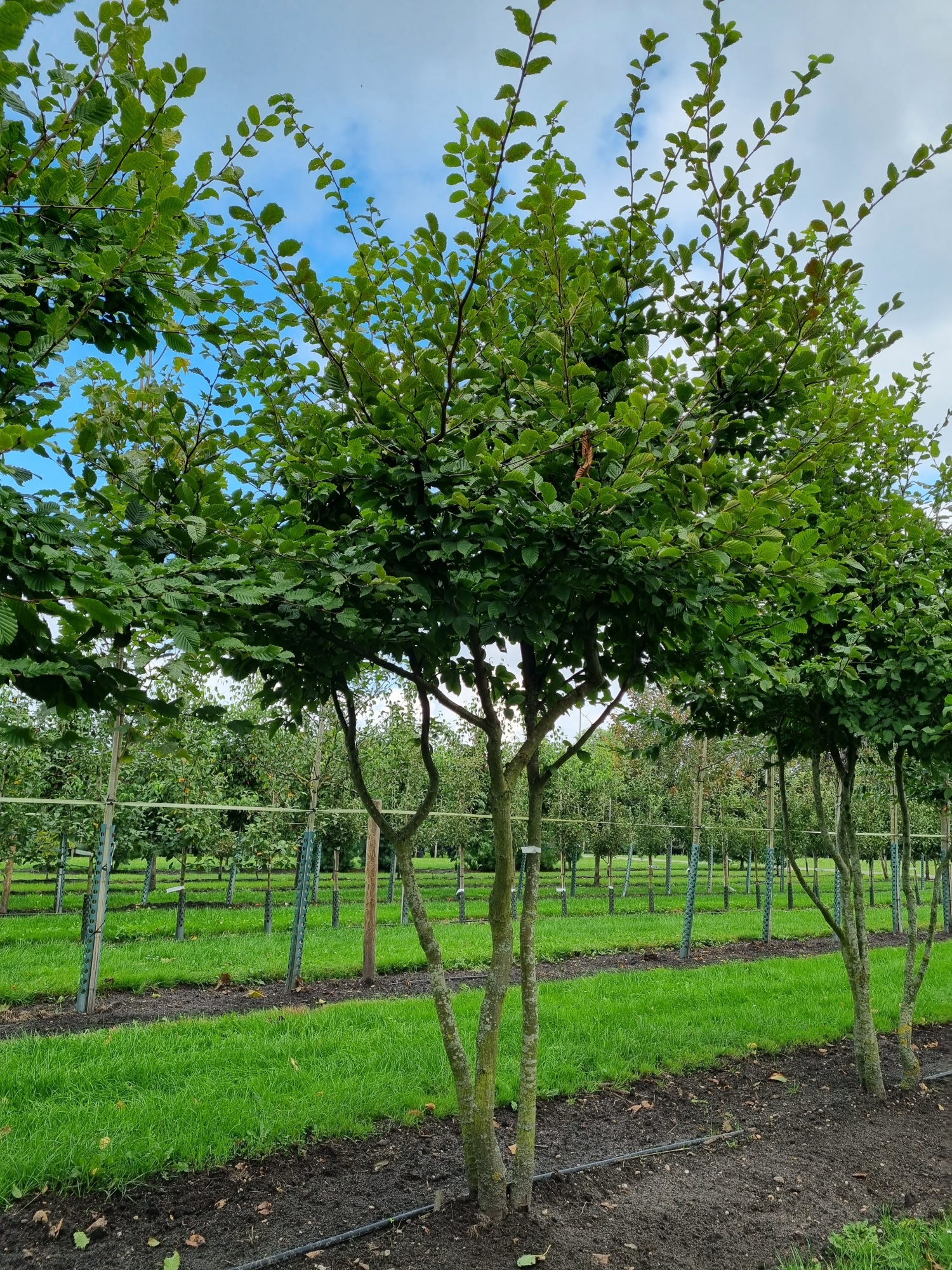 Haagbeuk, Carpinus betulus kopen