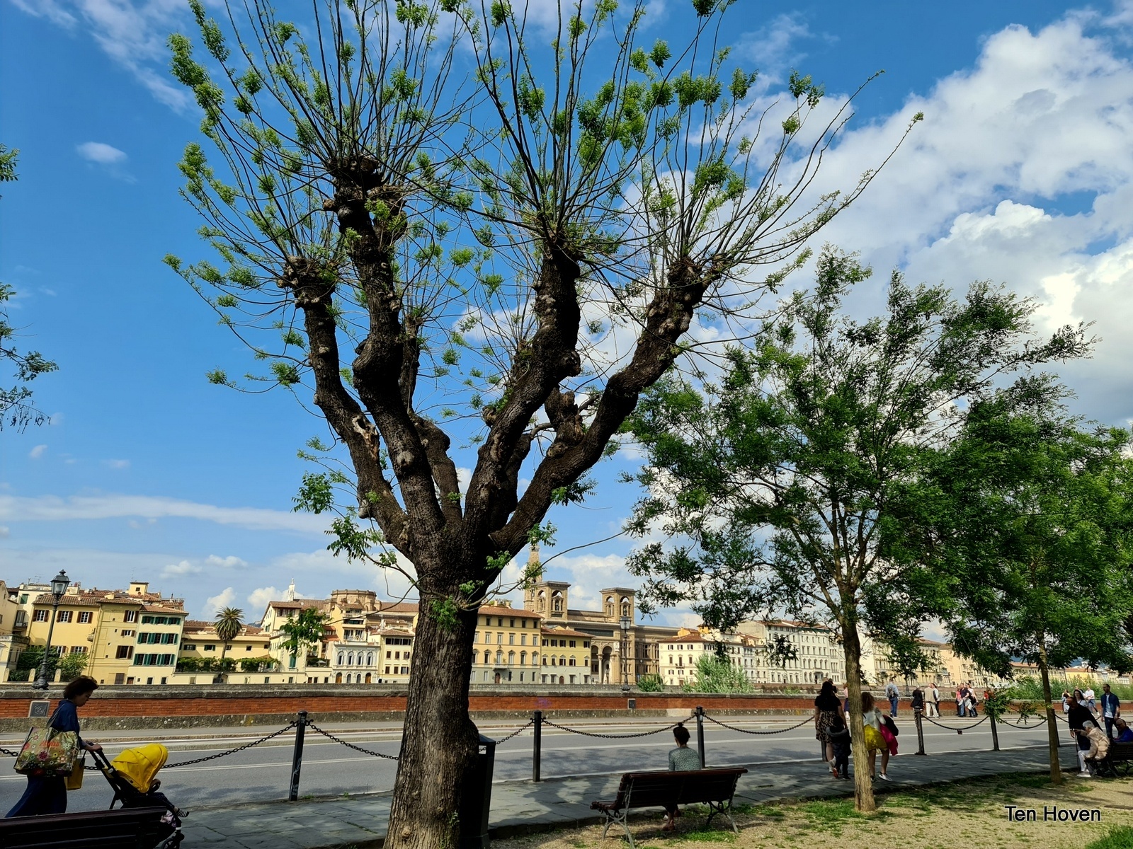 Honingboom, Sophora japonica kopen