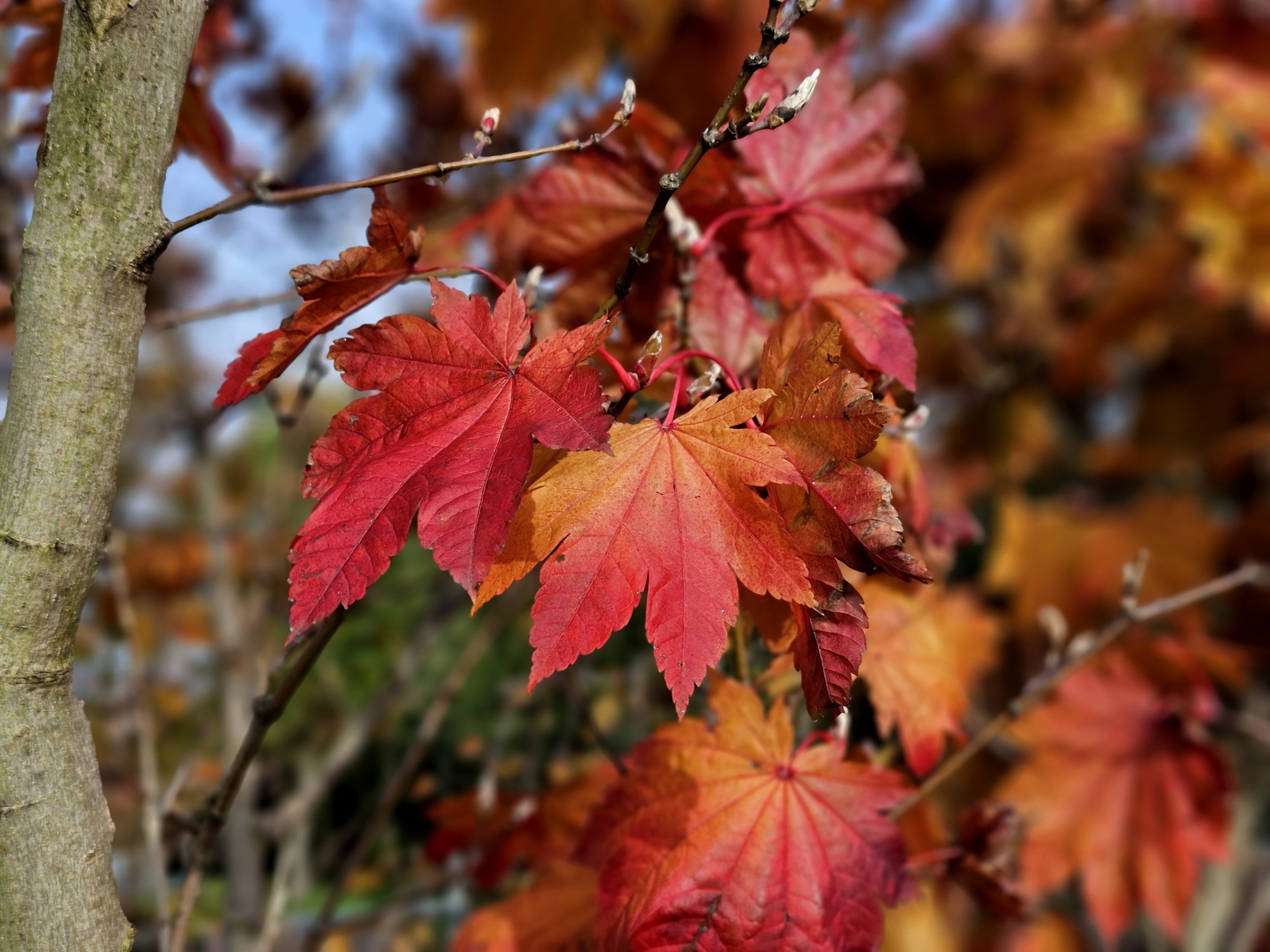 Japanse Esdoorn 'Vitifolium', Acer japonicum 'Vitifolium' kopen