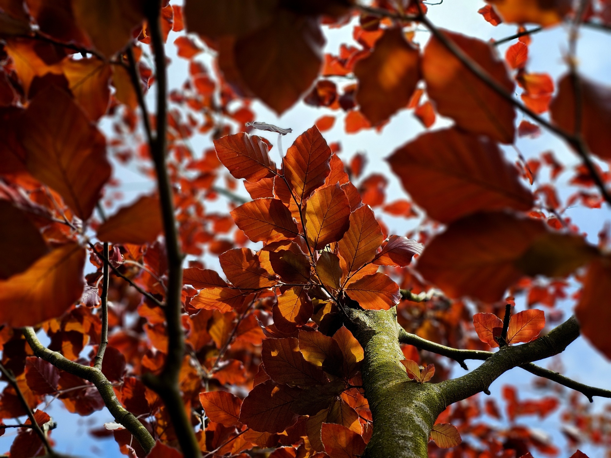 Een volwassen rode beuk kopen? | Ten Hoven Bomen