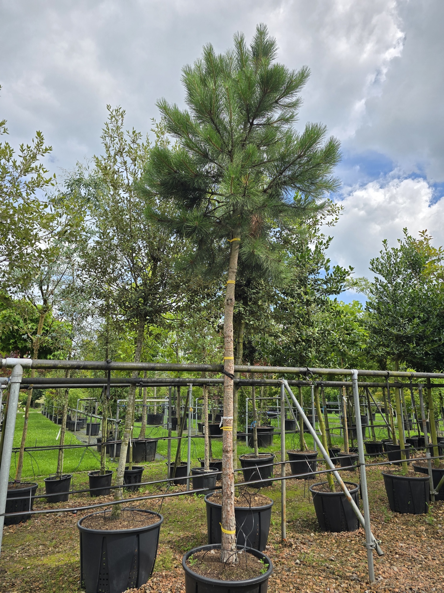 Grove Den, Pinus sylvestris kopen