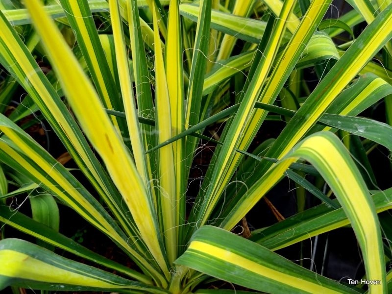 Palmlelie 'Golden Sword', Yucca flaccida 'Golden Sword' kopen