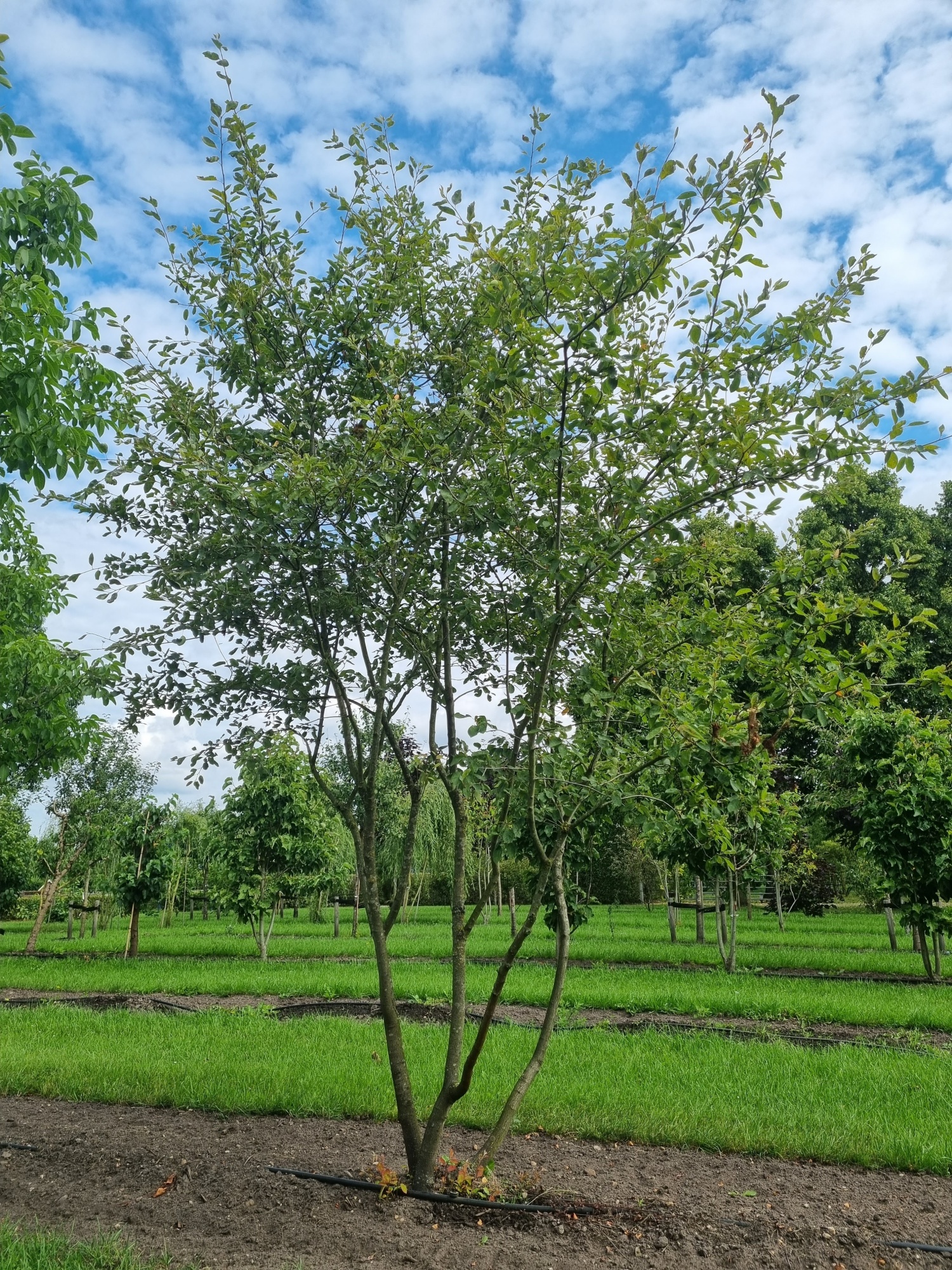 Krentenboompje, Amelanchier lamarckii kopen