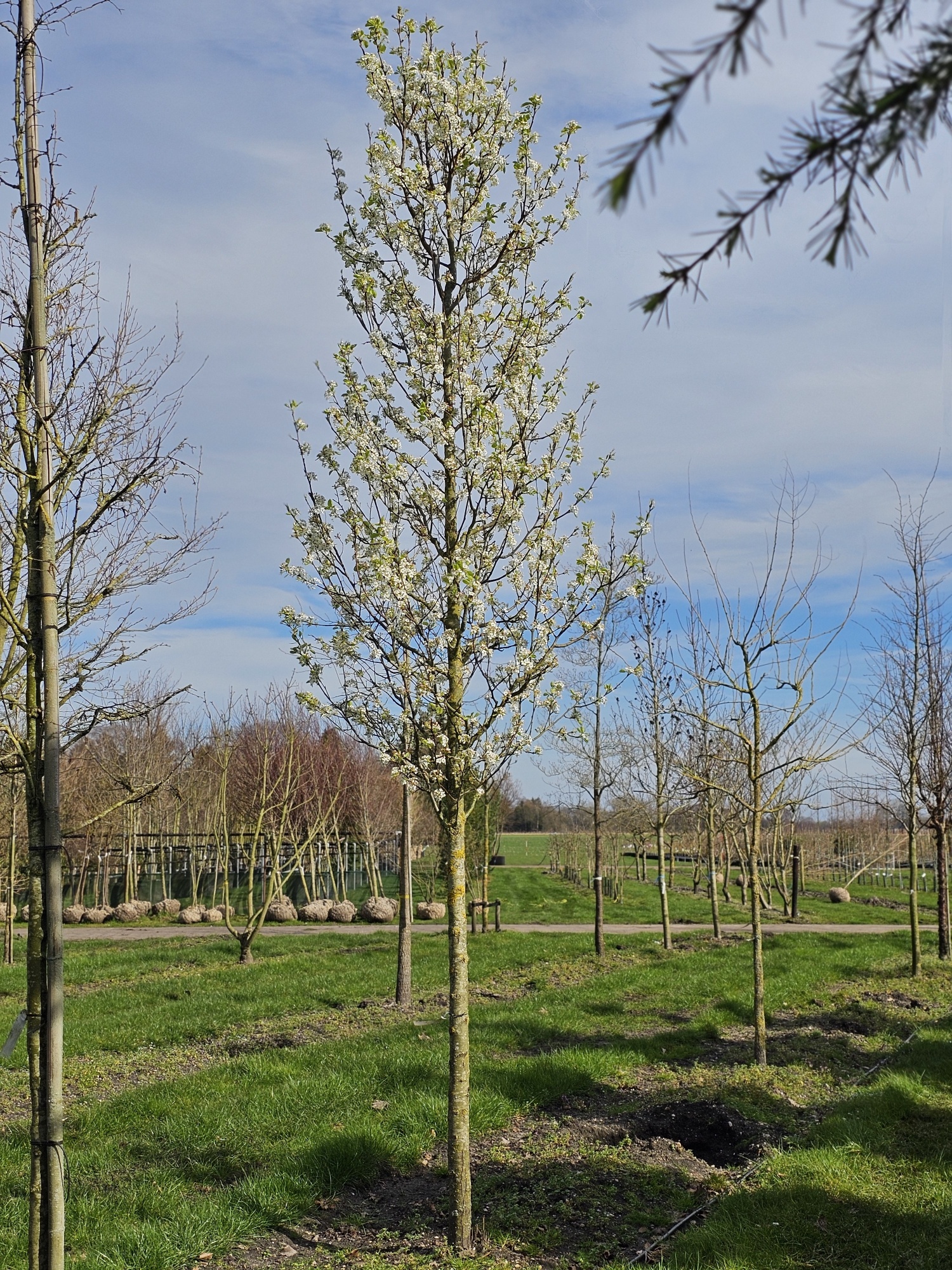 Sierpeer, Pyrus calleryana 'Chanticleer' kopen