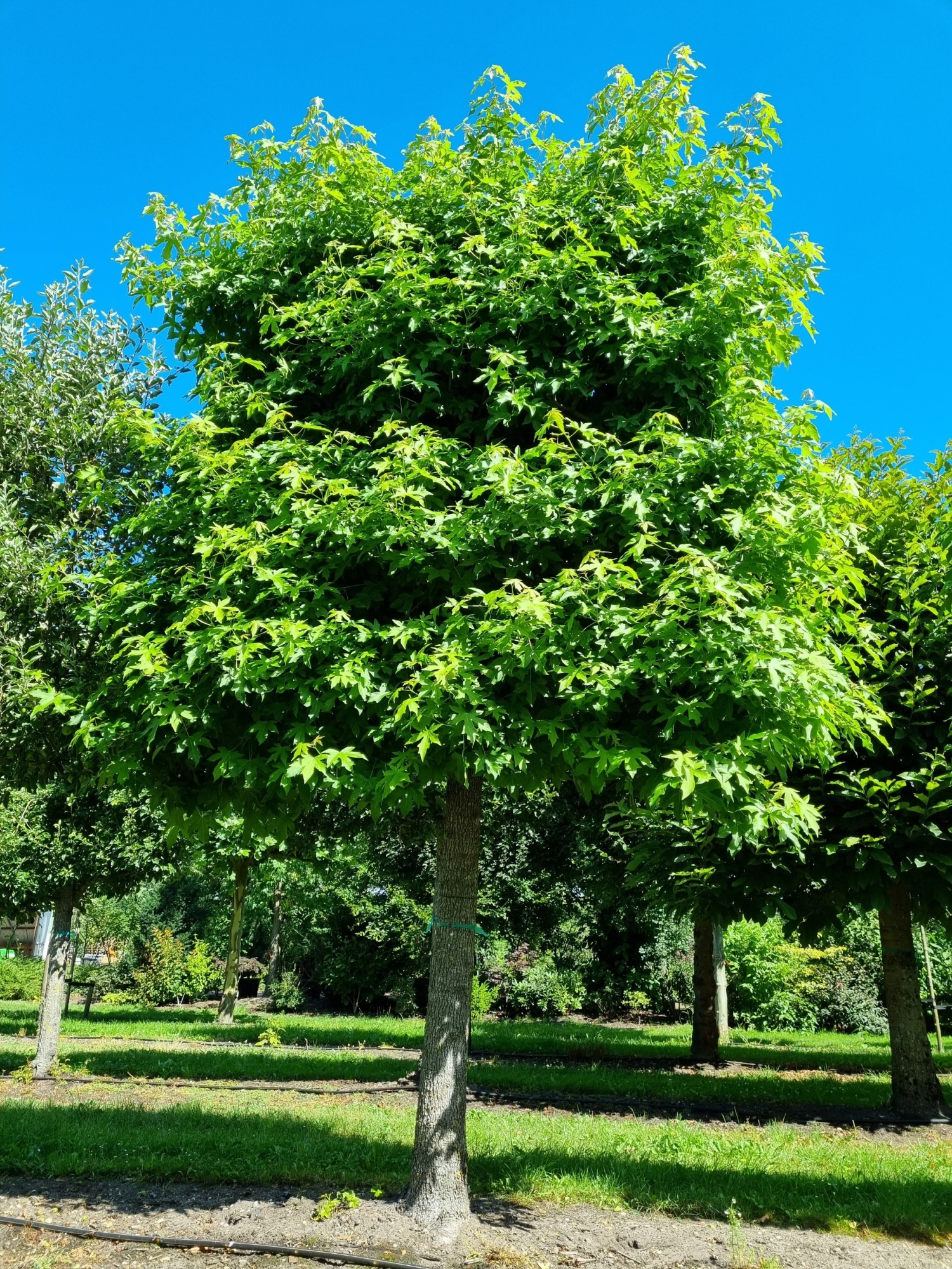 Amberboom, Liquidambar styraciflua kopen