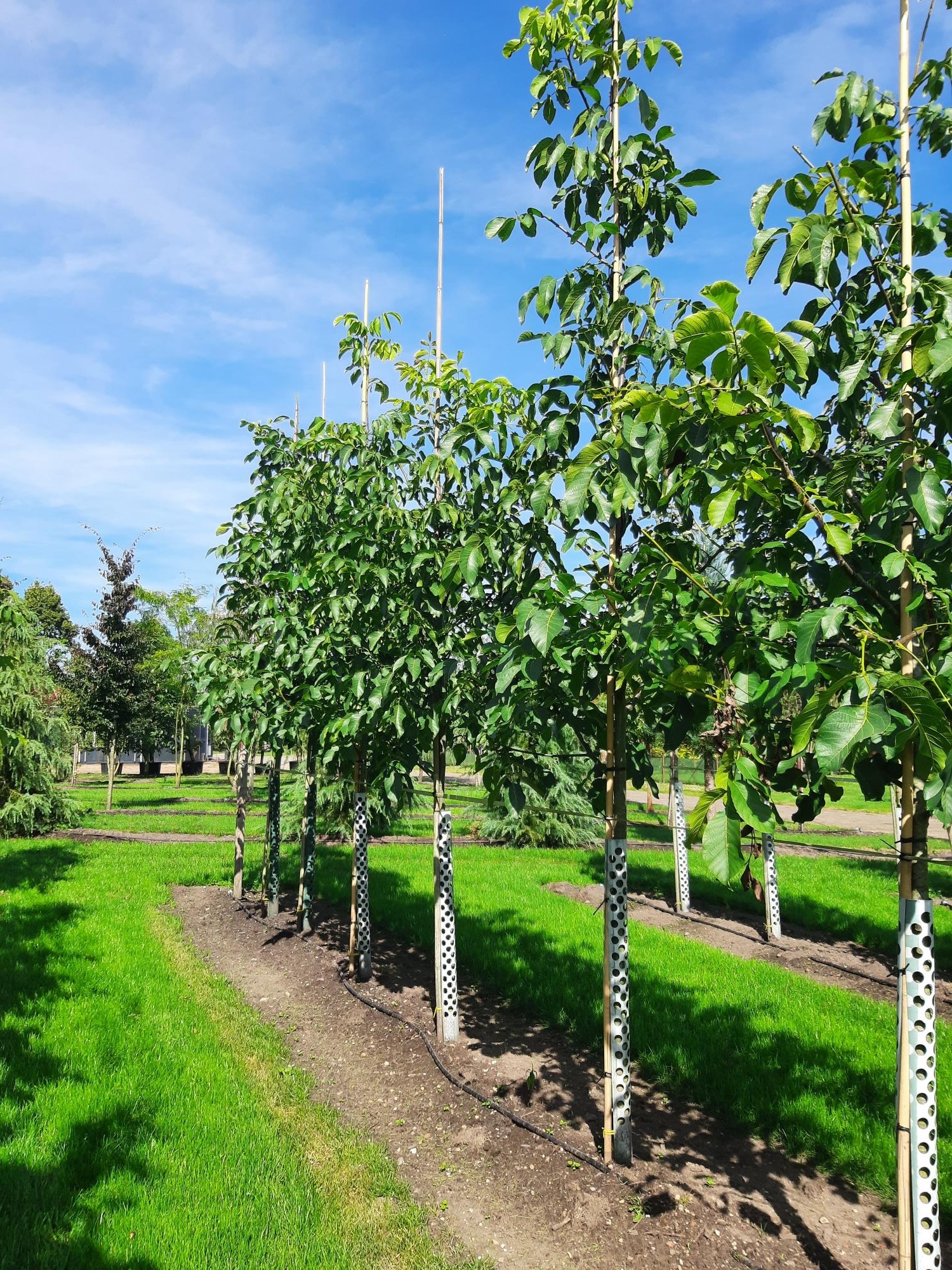 Walnoot 'Broadview', Juglans regia 'Broadview' kopen