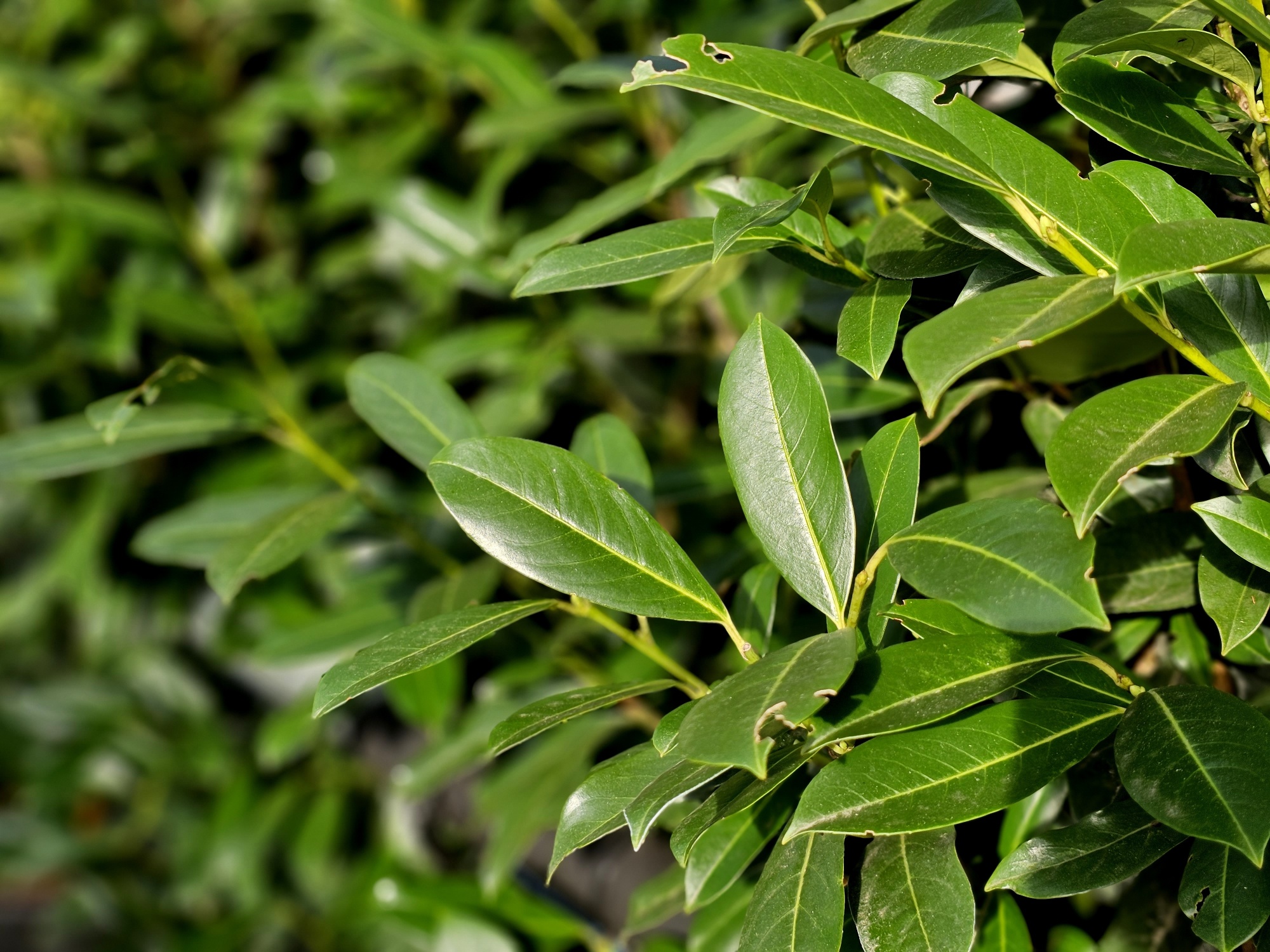 Laurierkers 'Elly', Prunus laurocerasus 'Elly' kopen