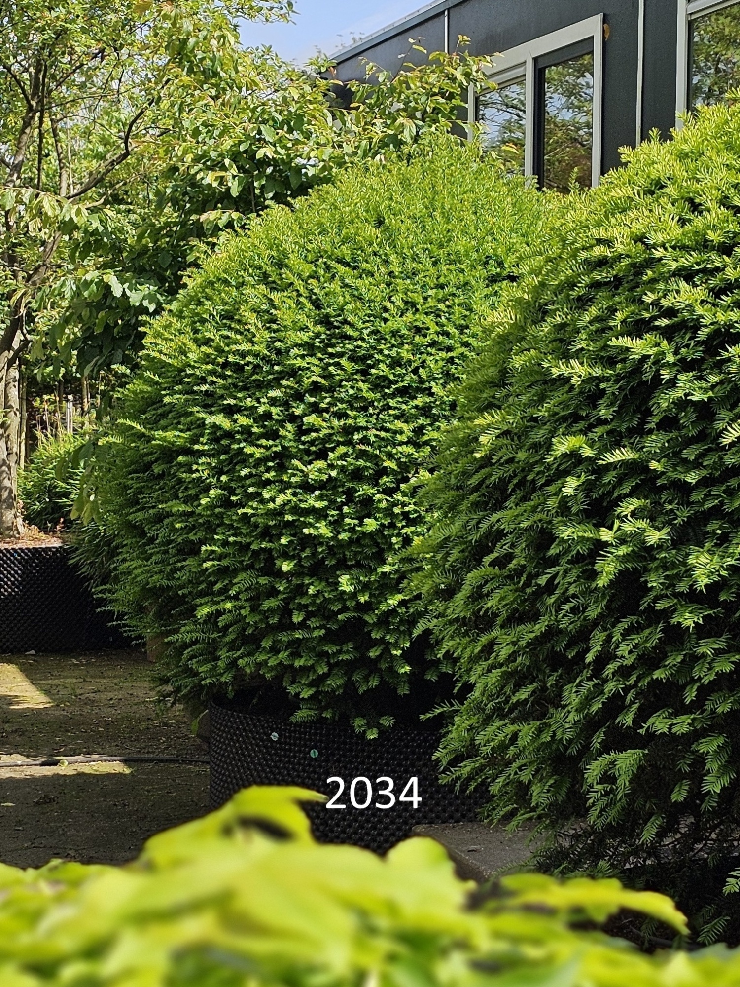 Taxus, Taxus baccata kopen