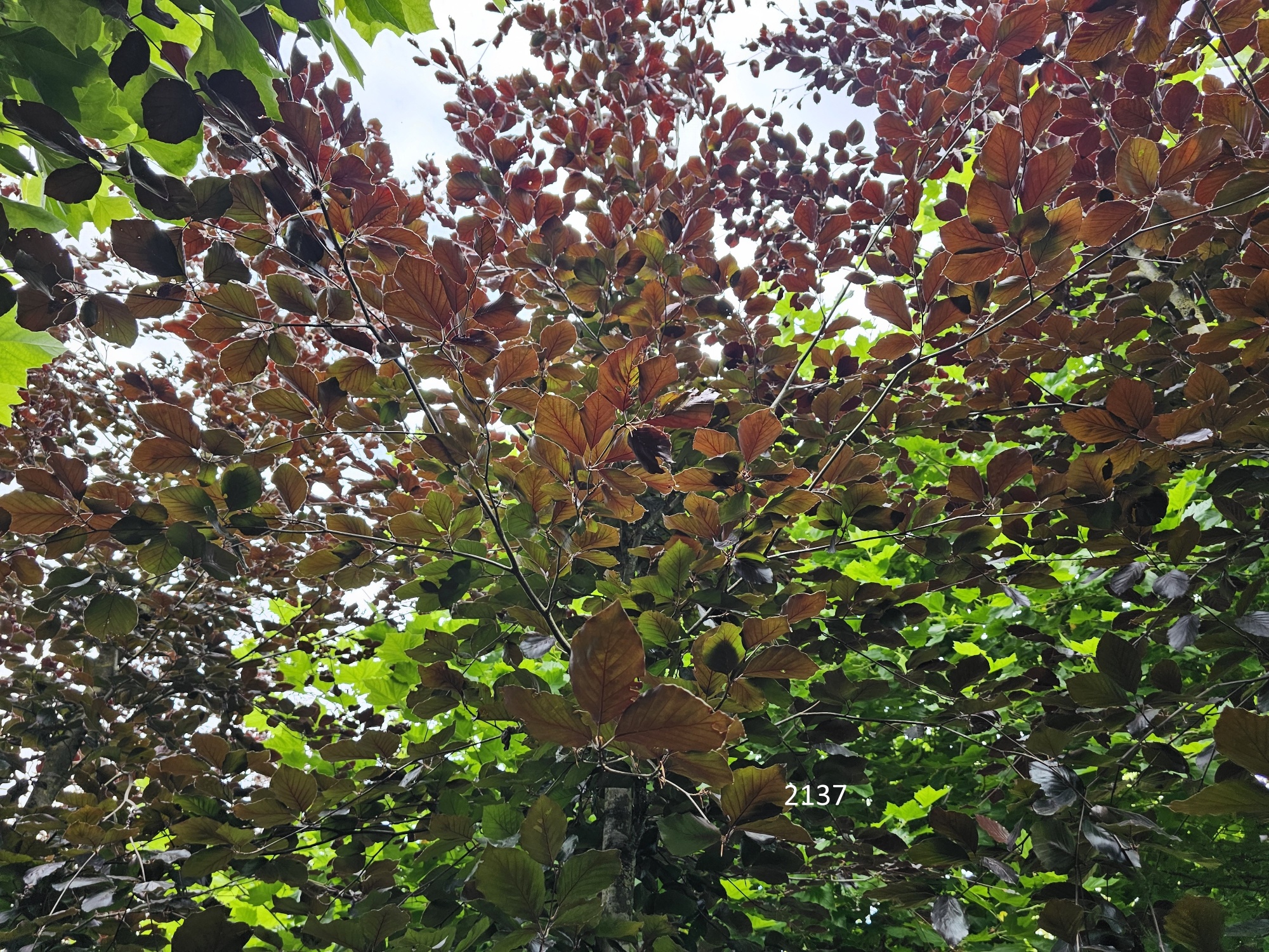 Een bijzondere veredelde rode beuk met prachtig rood blad kopen?