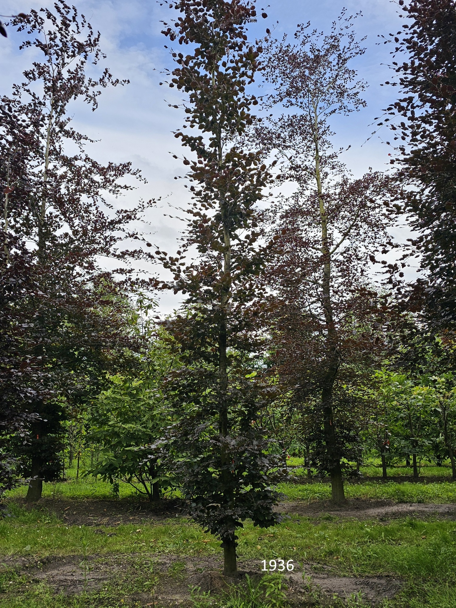Grote volwassen rode beuk kopen? | Ten Hoven Bomen
