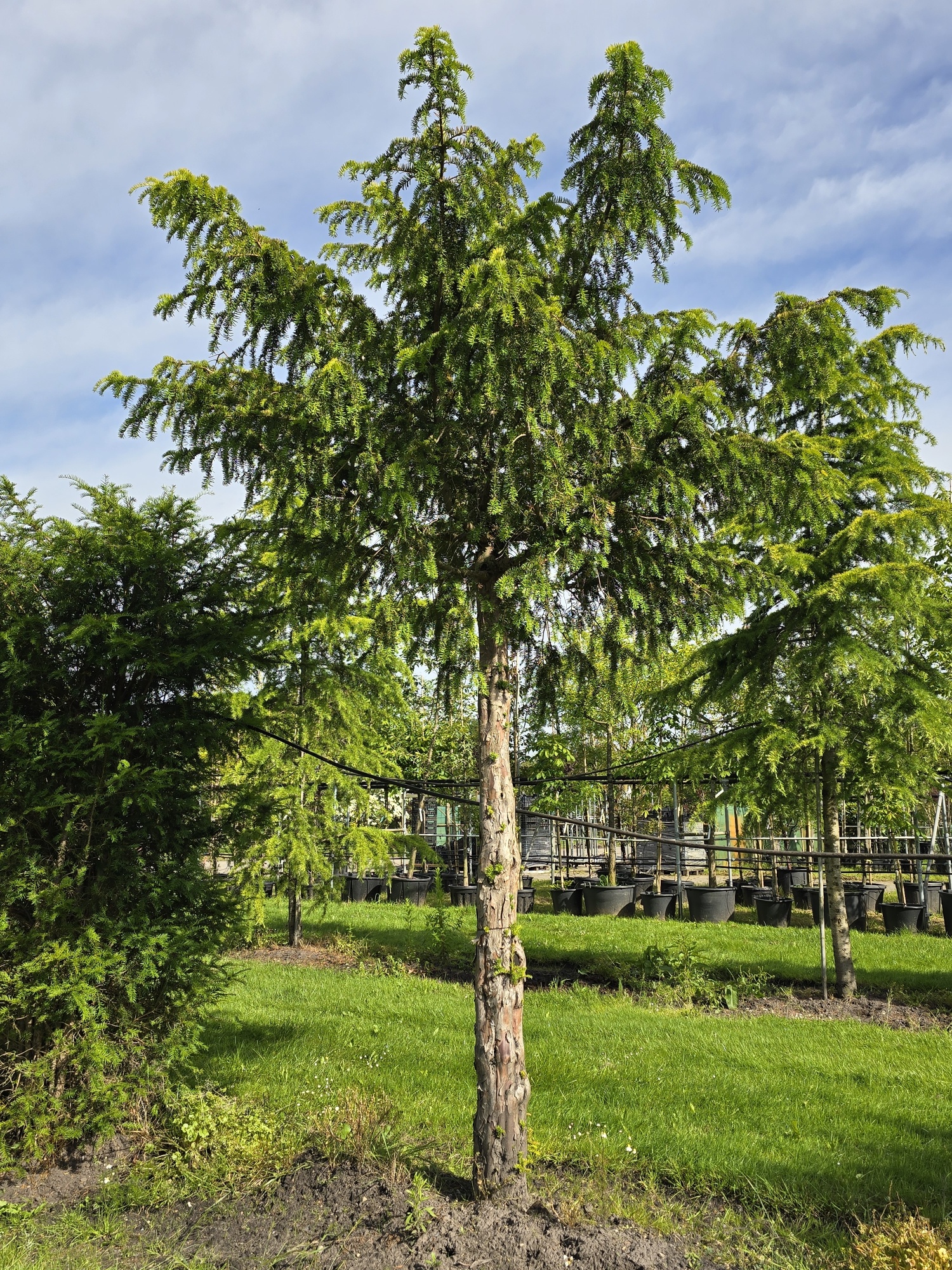 Een bijzondere dakvormige grote Taxus kopen?