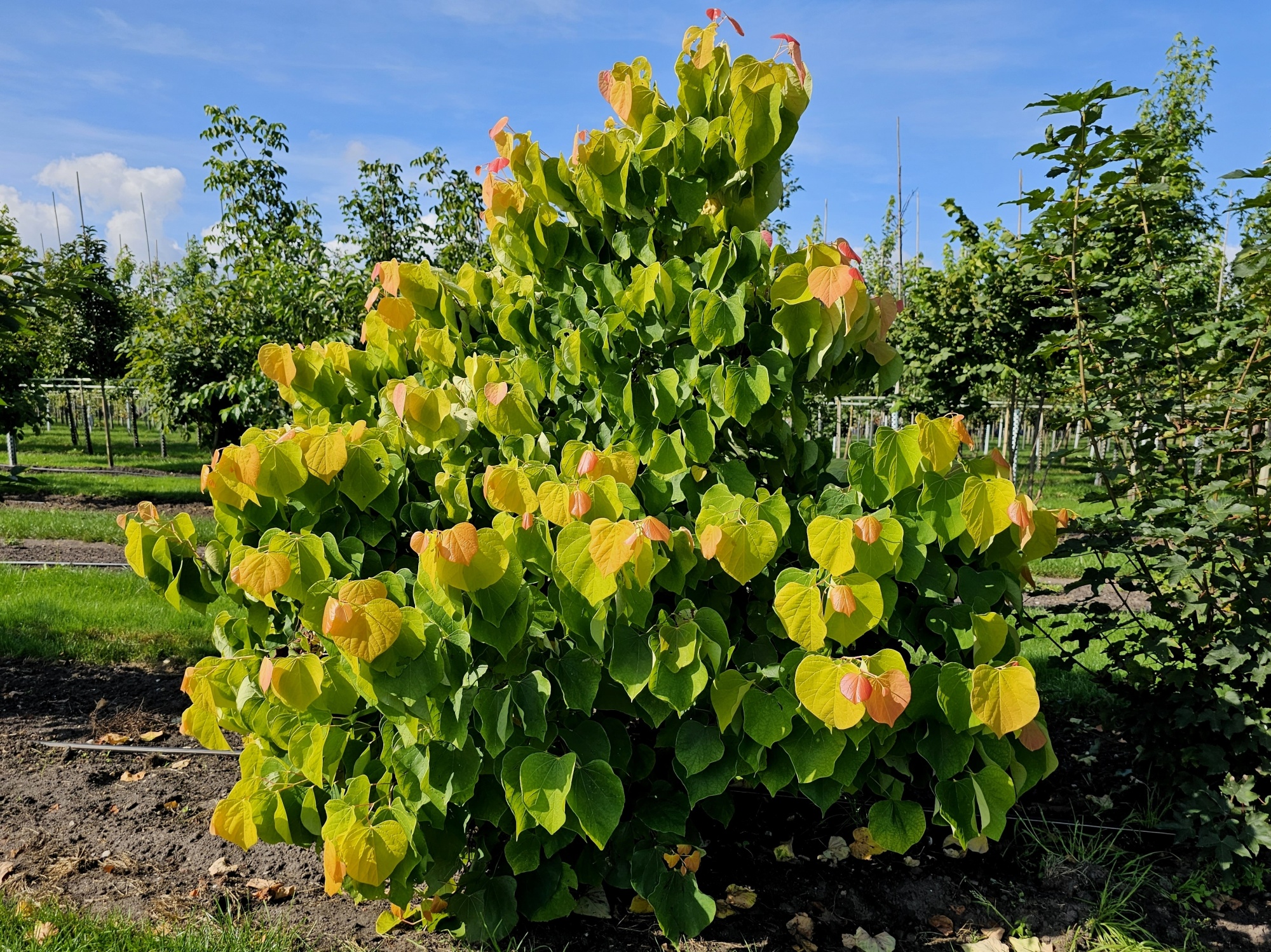 Judasboom 'The Rising Sun', Cercis can. 'The Rising Sun' kopen
