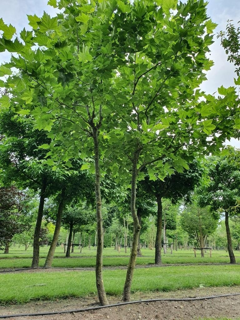 Meerstammige plataan kopen? | Ten Hoven Bomen