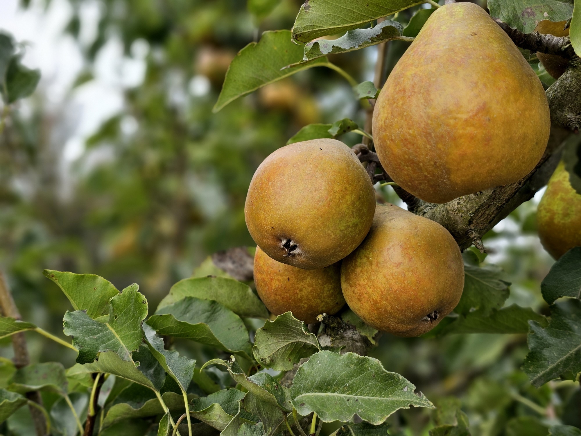 Stoofpeer 'Gieser Wildeman', Pyrus communis 'Gieser Wildeman' kopen