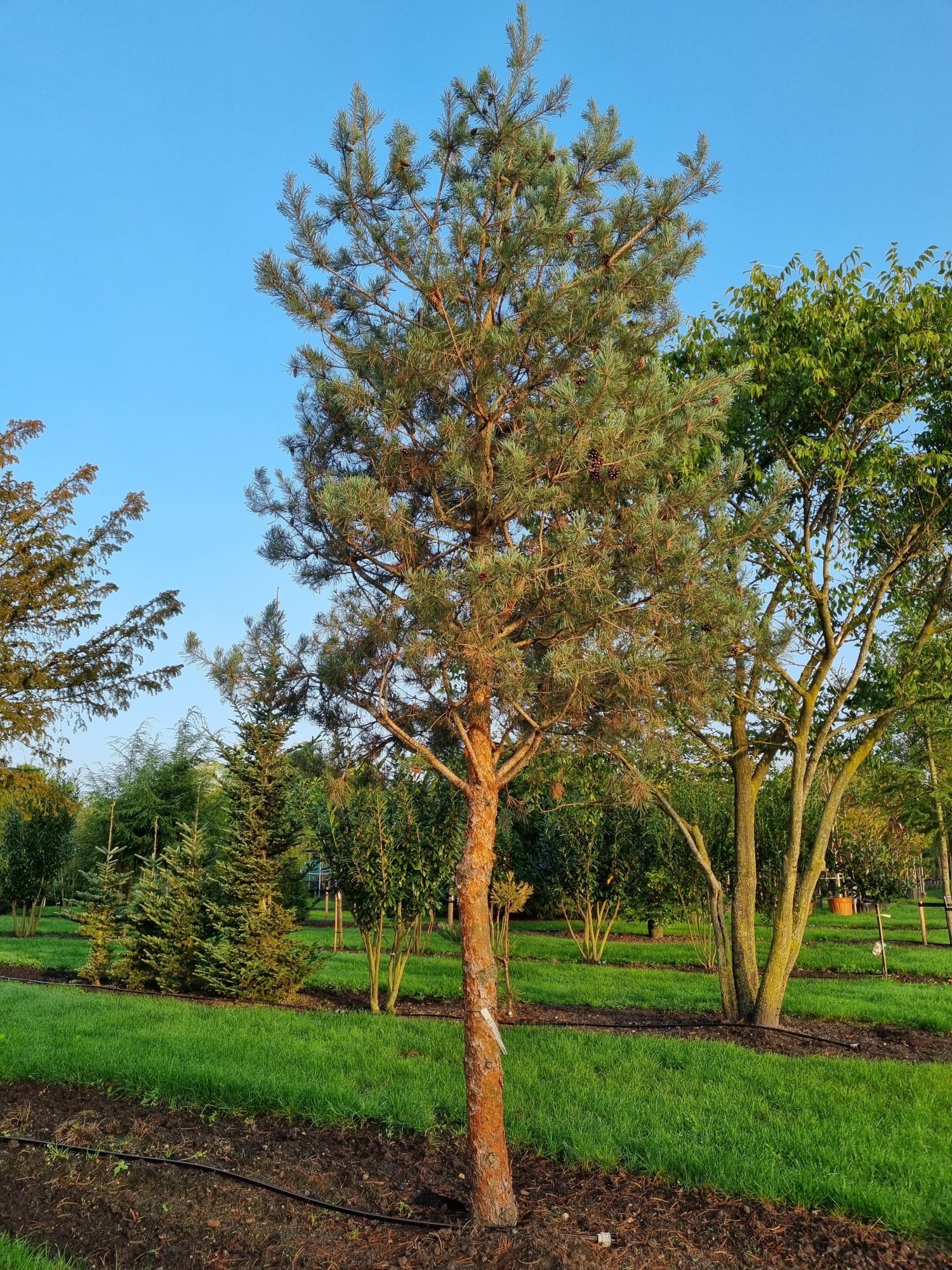 Grove den 'Glauca', Pinus sylvestris 'Glauca' kopen