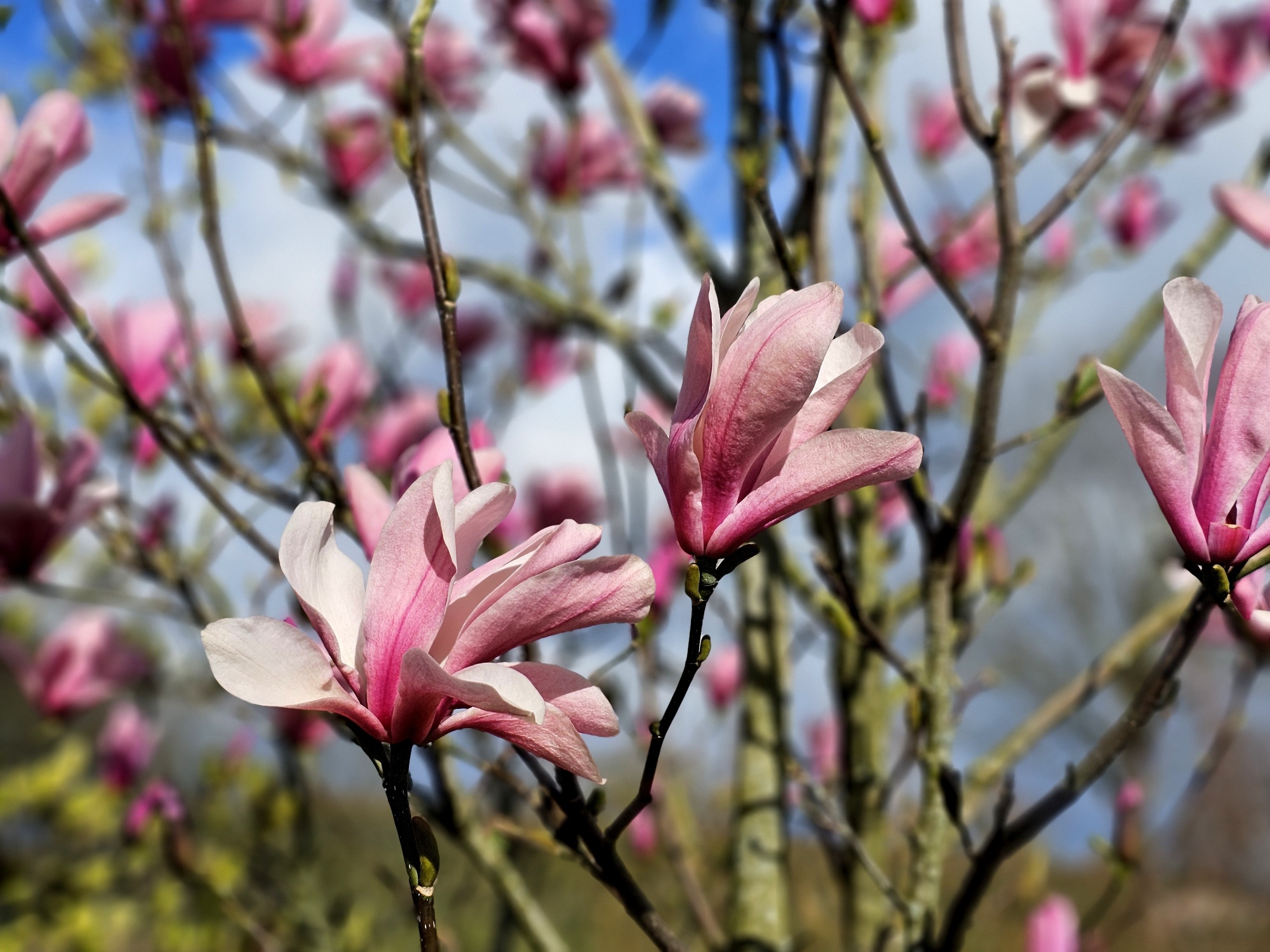 Magnolia 'Galaxy', Magnolia 'Galaxy' kopen