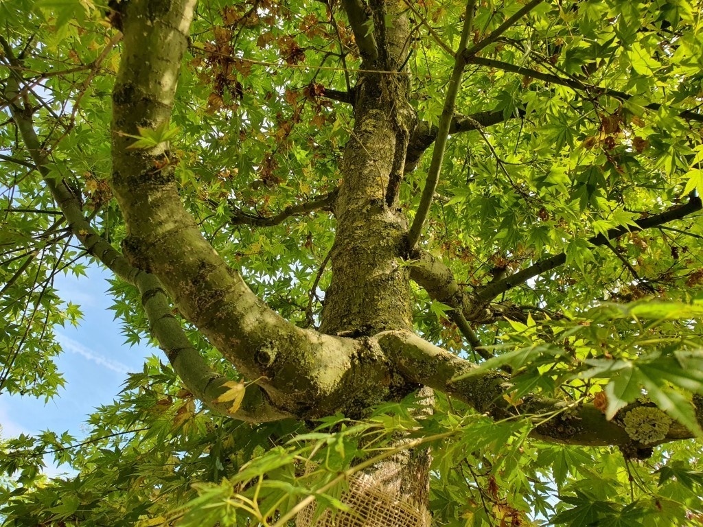 Japanse esdoorn boom kopen? | Exclusief van Ten Hoven Bomen