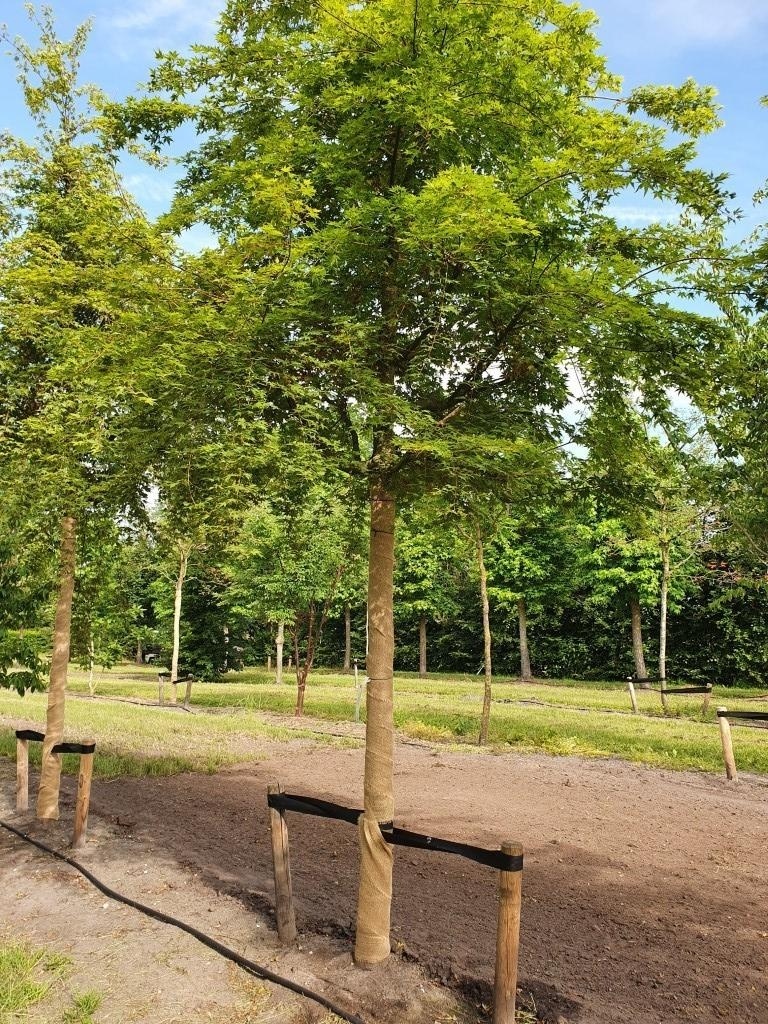 Japanse esdoorn boom kopen? | Exclusief van Ten Hoven Bomen