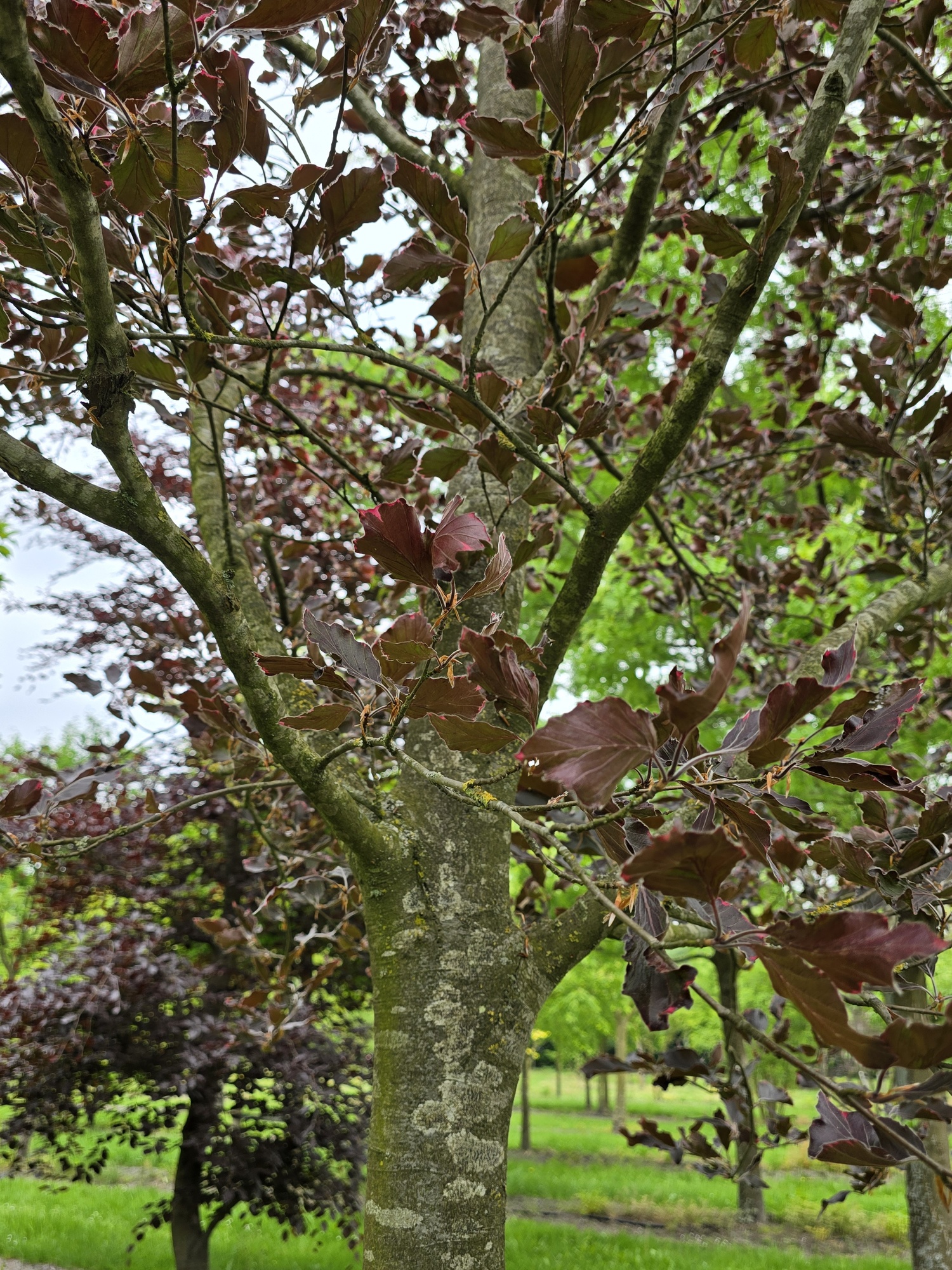 Een oudere bontbladige rode beuk kopen?