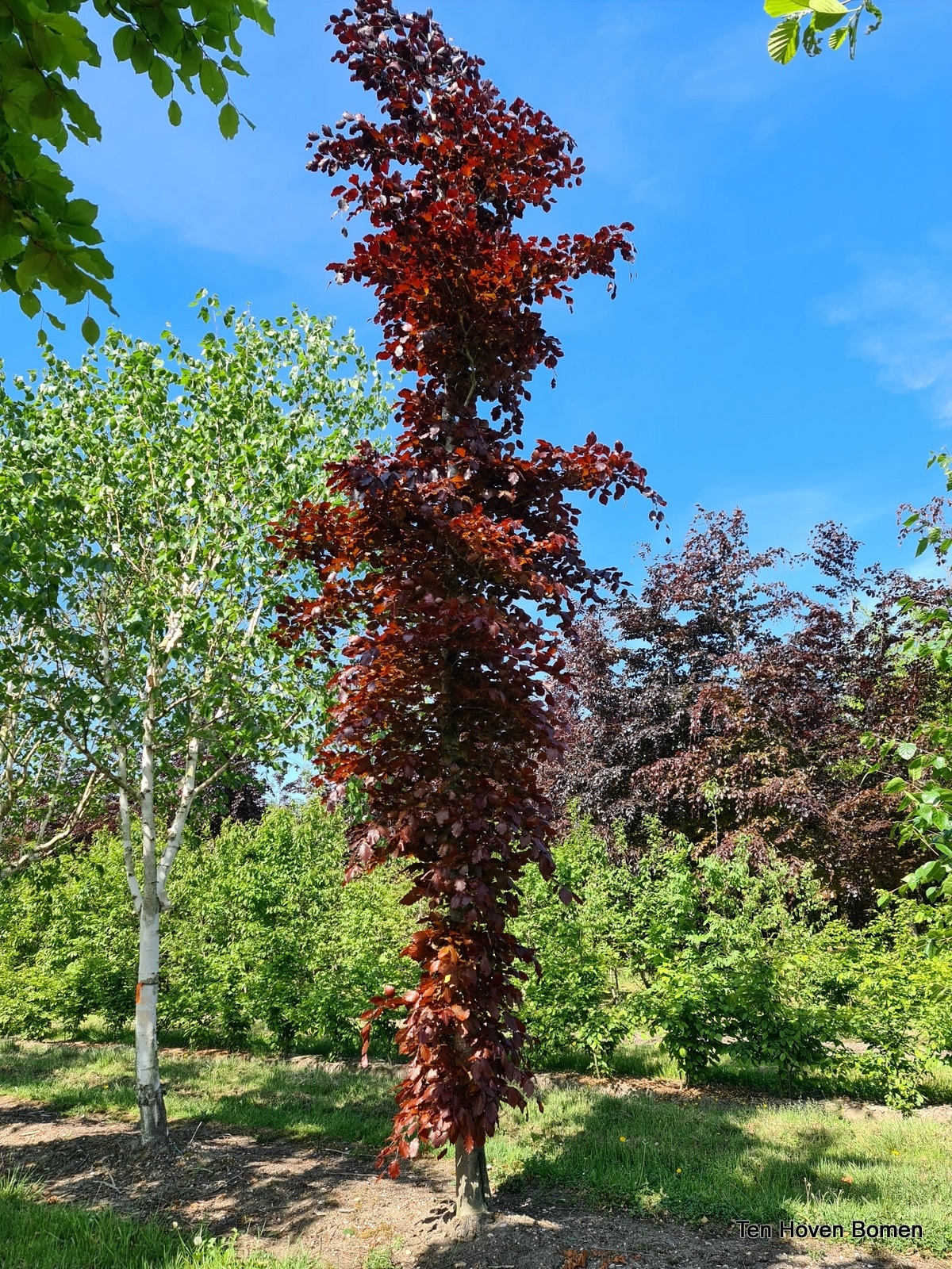 Zoekt u een grote rode beuk? Nr 982 is diep roodpaars.