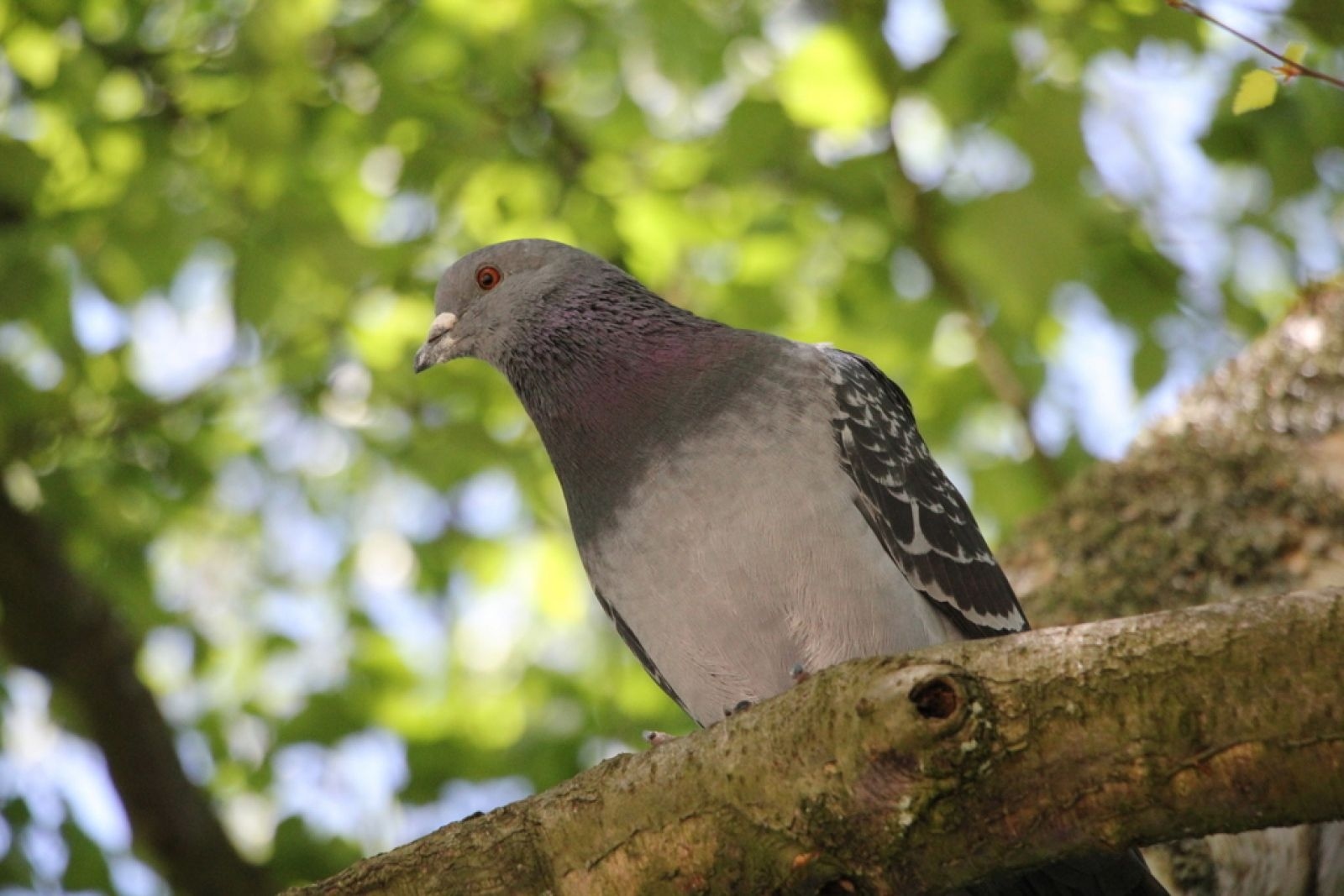 Een bostuin? Typisch iets voor Ten Hoven Bomen