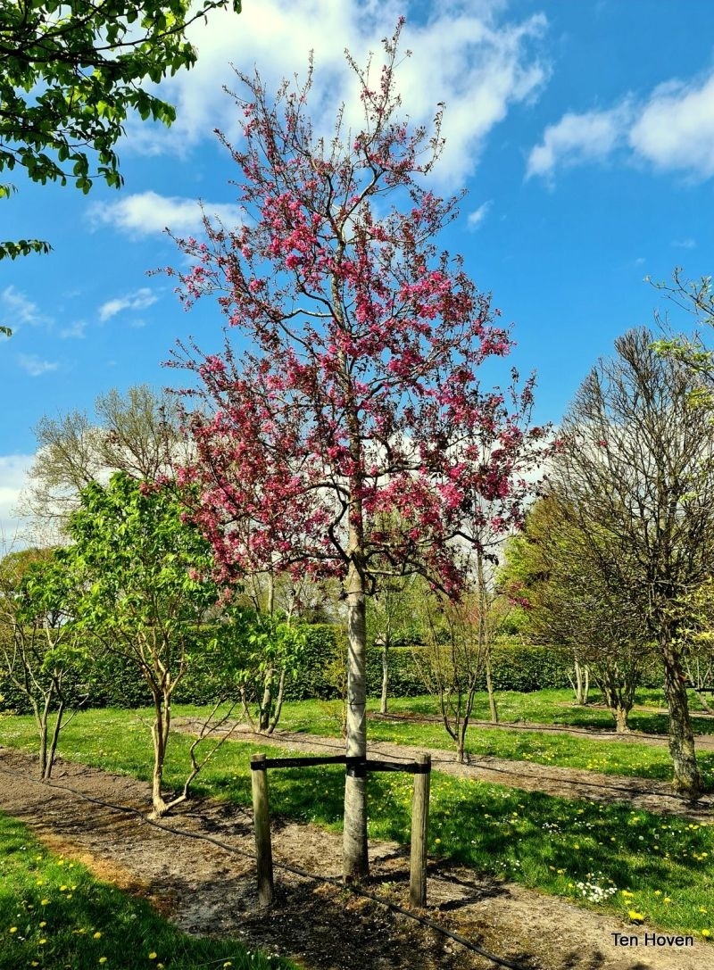 Sierappel 'Mokum', Malus 'Mokum' kopen