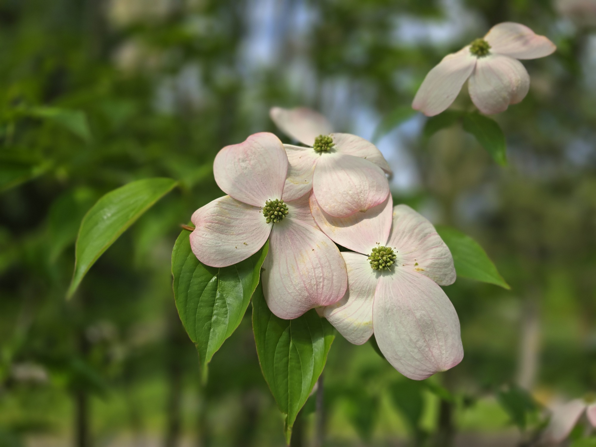 De Cornus kousa 'Stellar Pink' kopen? Ten Hoven Bomen