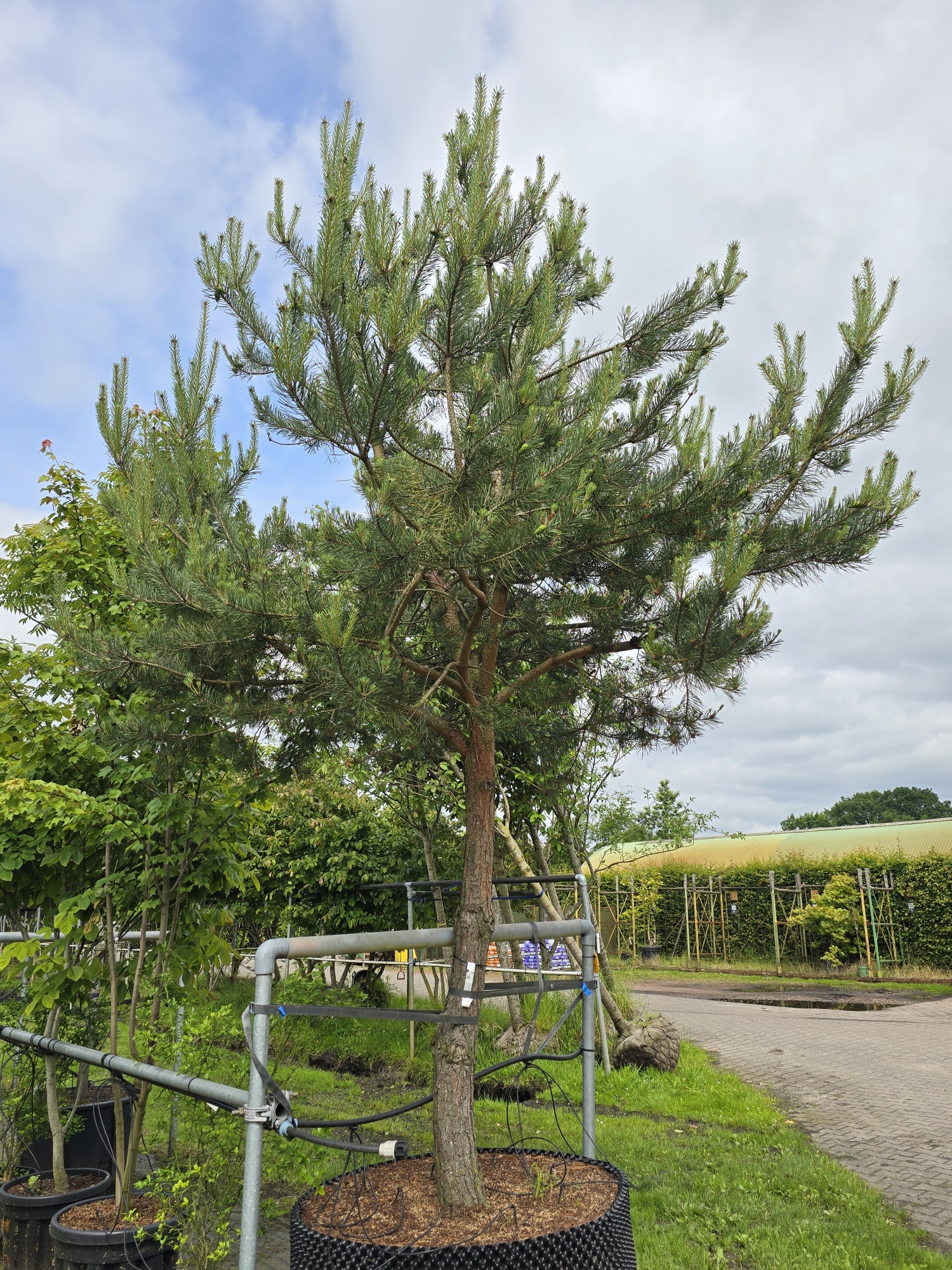 Grove Den, Pinus sylvestris kopen
