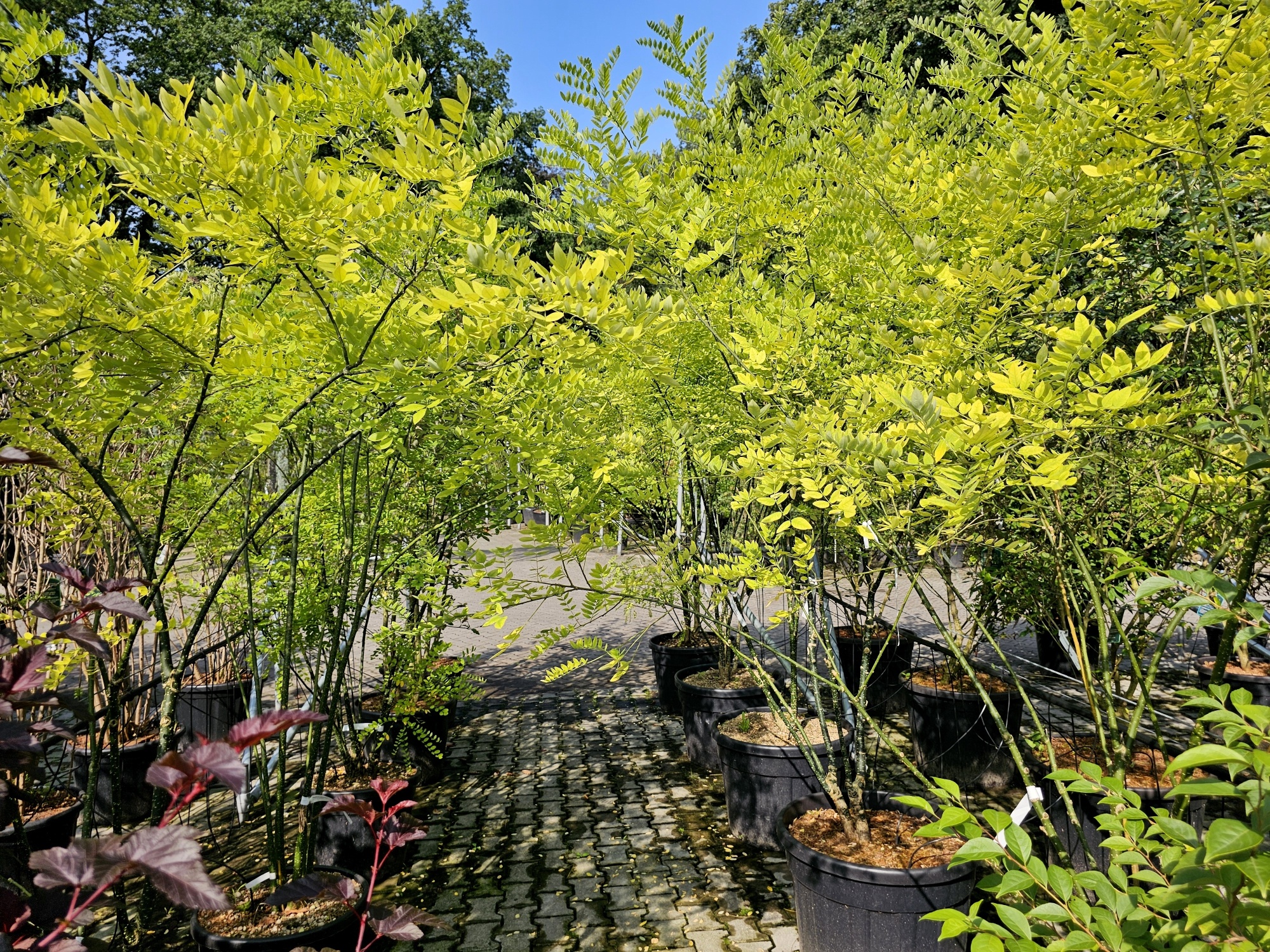 Honingboom, Sophora japonica (Styphnolobium japonicum) kopen