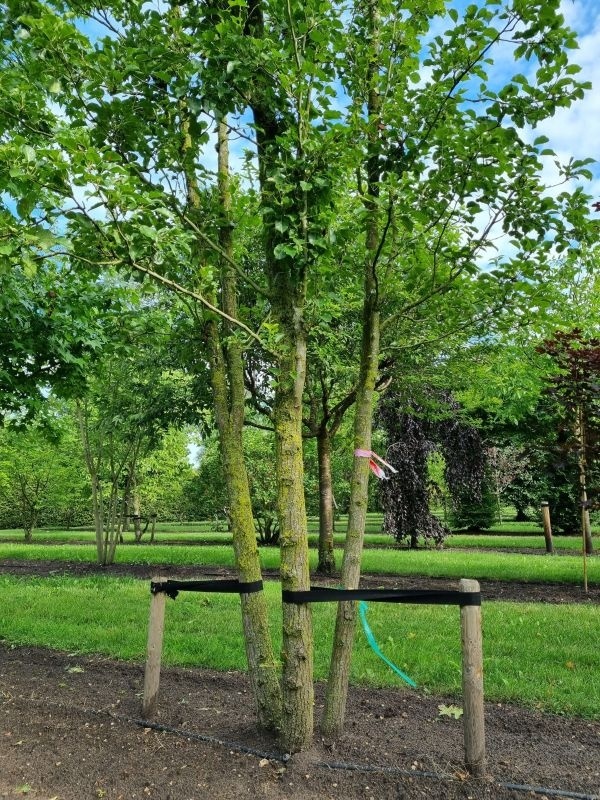 Sierpeer, Pyrus calleryana 'Chanticleer' kopen