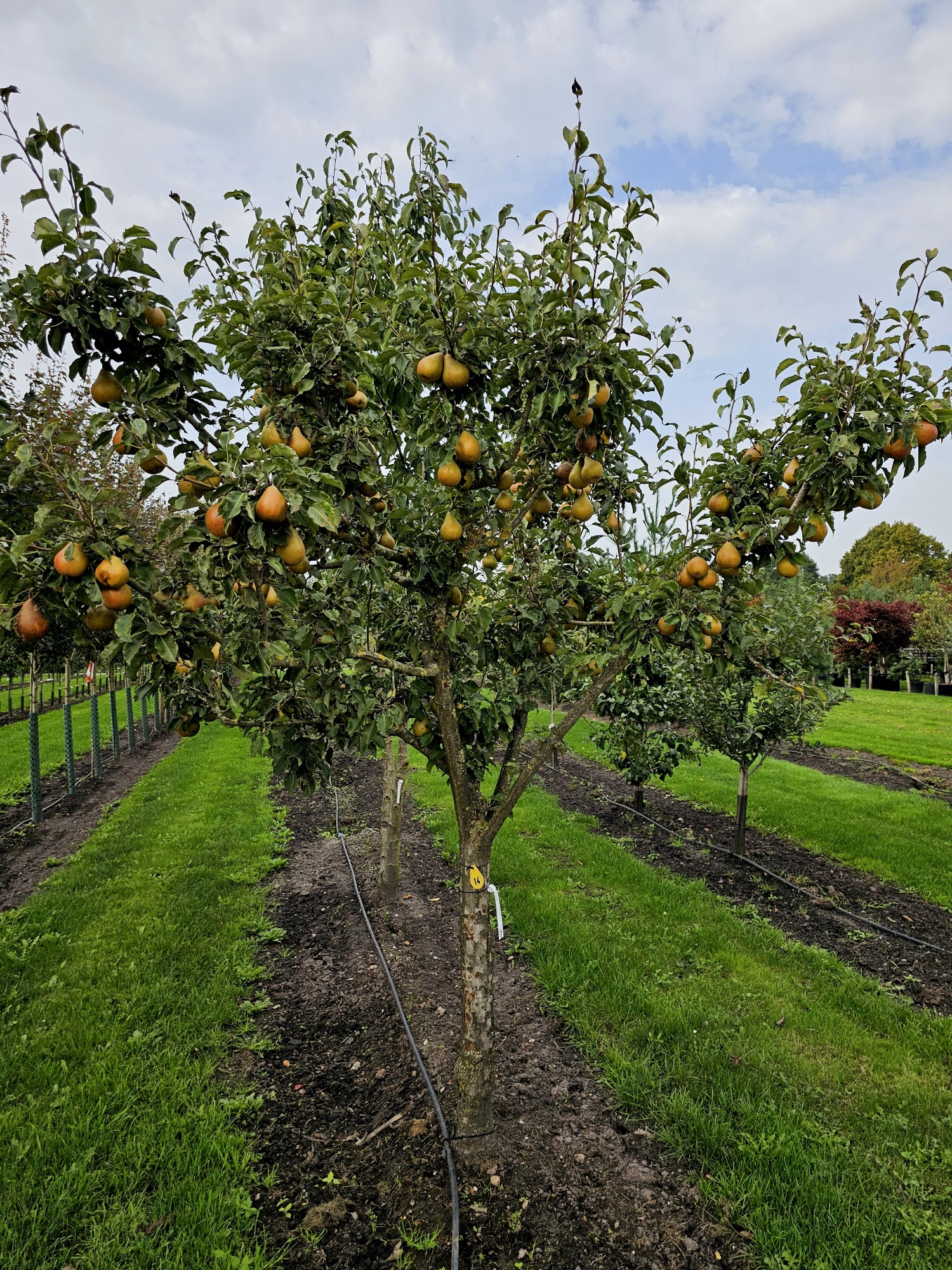 Stoofpeer 'Gieser Wildeman', Pyrus communis 'Gieser Wildeman' kopen