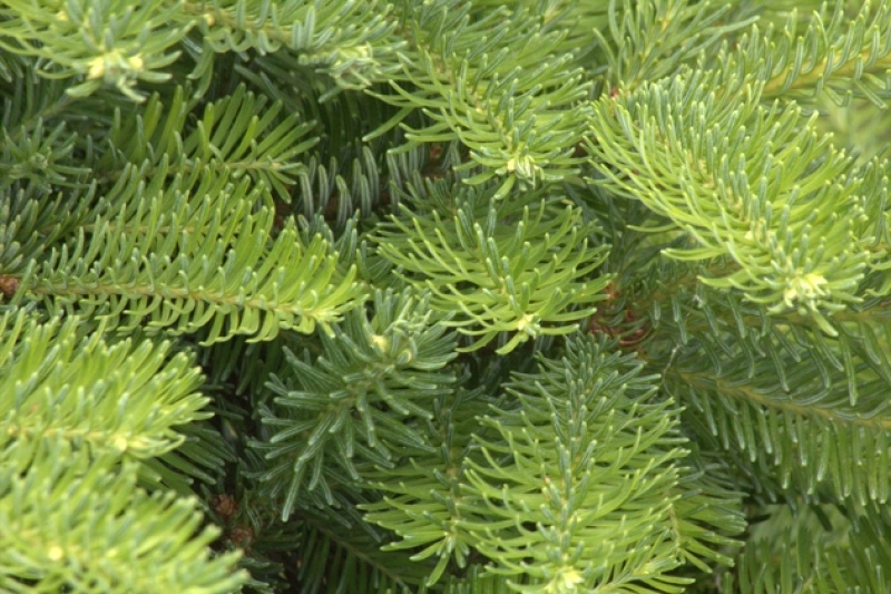 Edelspar, Abies procera kopen