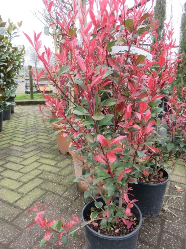 Glansmispel 'Little Red Robin', Photinia fraseri 'Little Red Robin' kopen