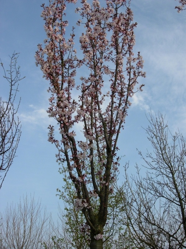 Sierkers, Prunus 'Spire' kopen