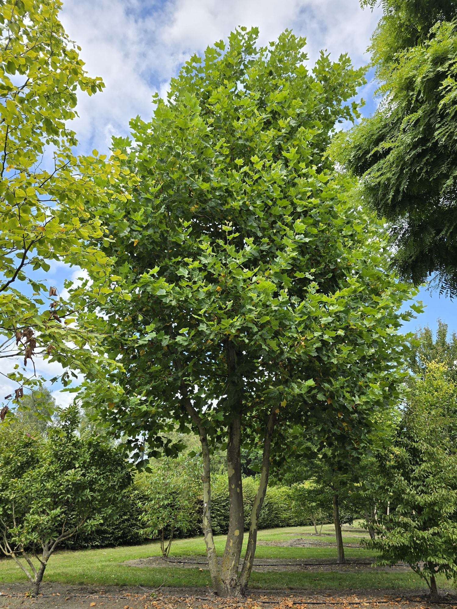 Plataan, Platanus x hispanica kopen