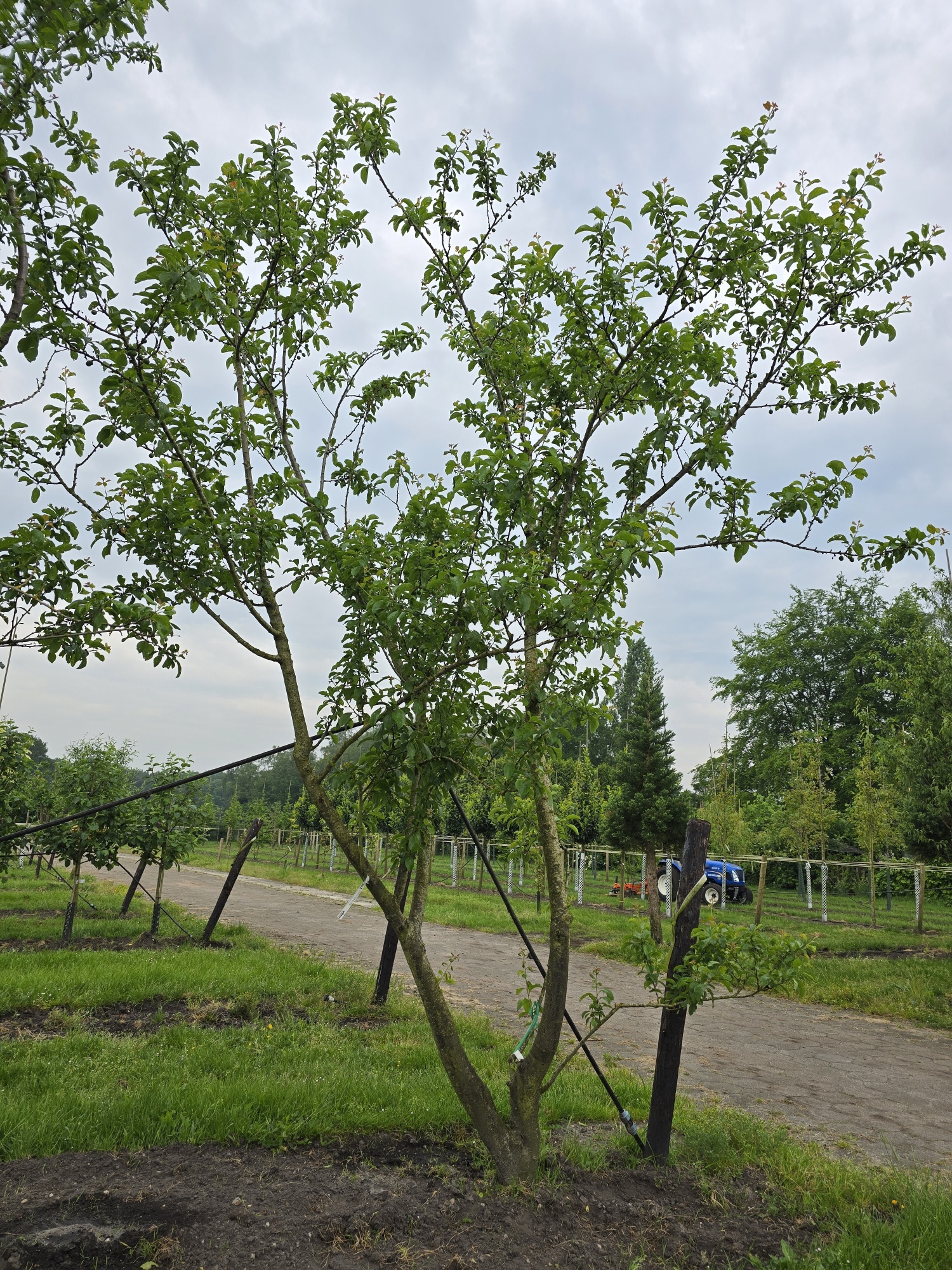 Pruim 'Reine Claude Verte', Prunus domestica 'Reine Claude Verte' kopen