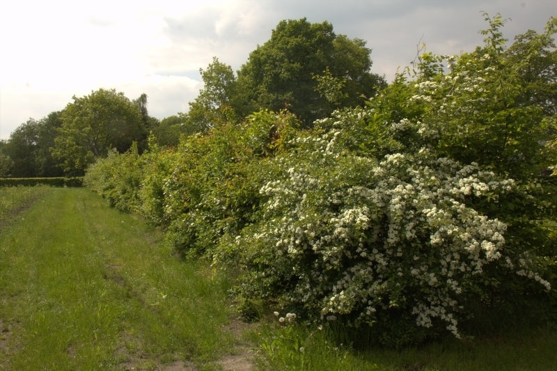 Landschappelijke hagen. Cultureel en ecologisch van hoge waarde.